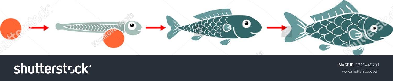 Life Cycle Fish Sequence Stages Development Stock Vector (Royalty Free ... Life Cycle Fish Sequence Stages Development Stock Vector (Royalty Free ...
