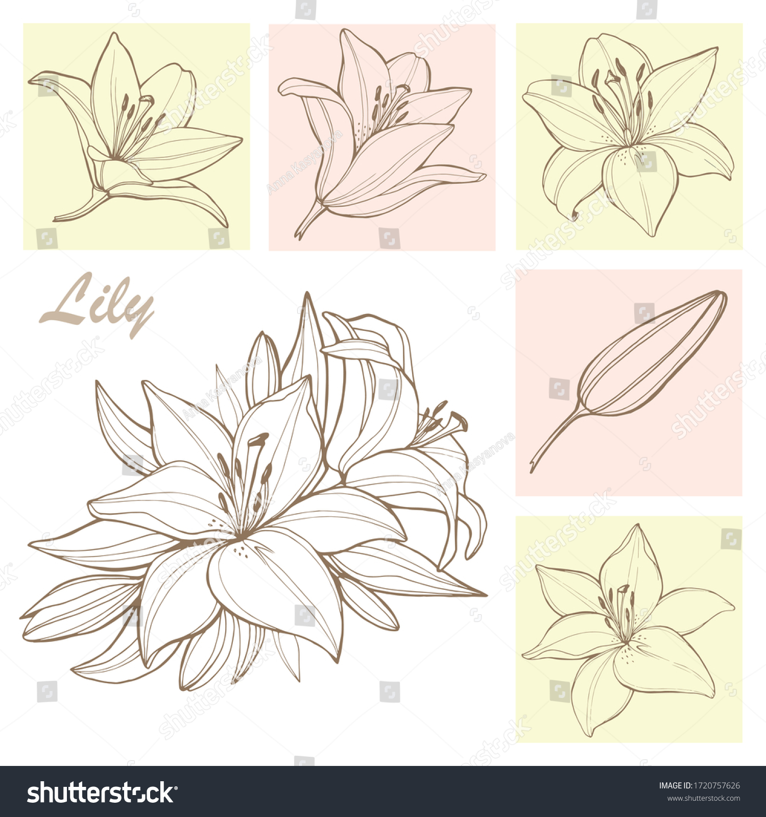 Lily Flowers Line Elements Vector Illustration: стоковая векторная ...