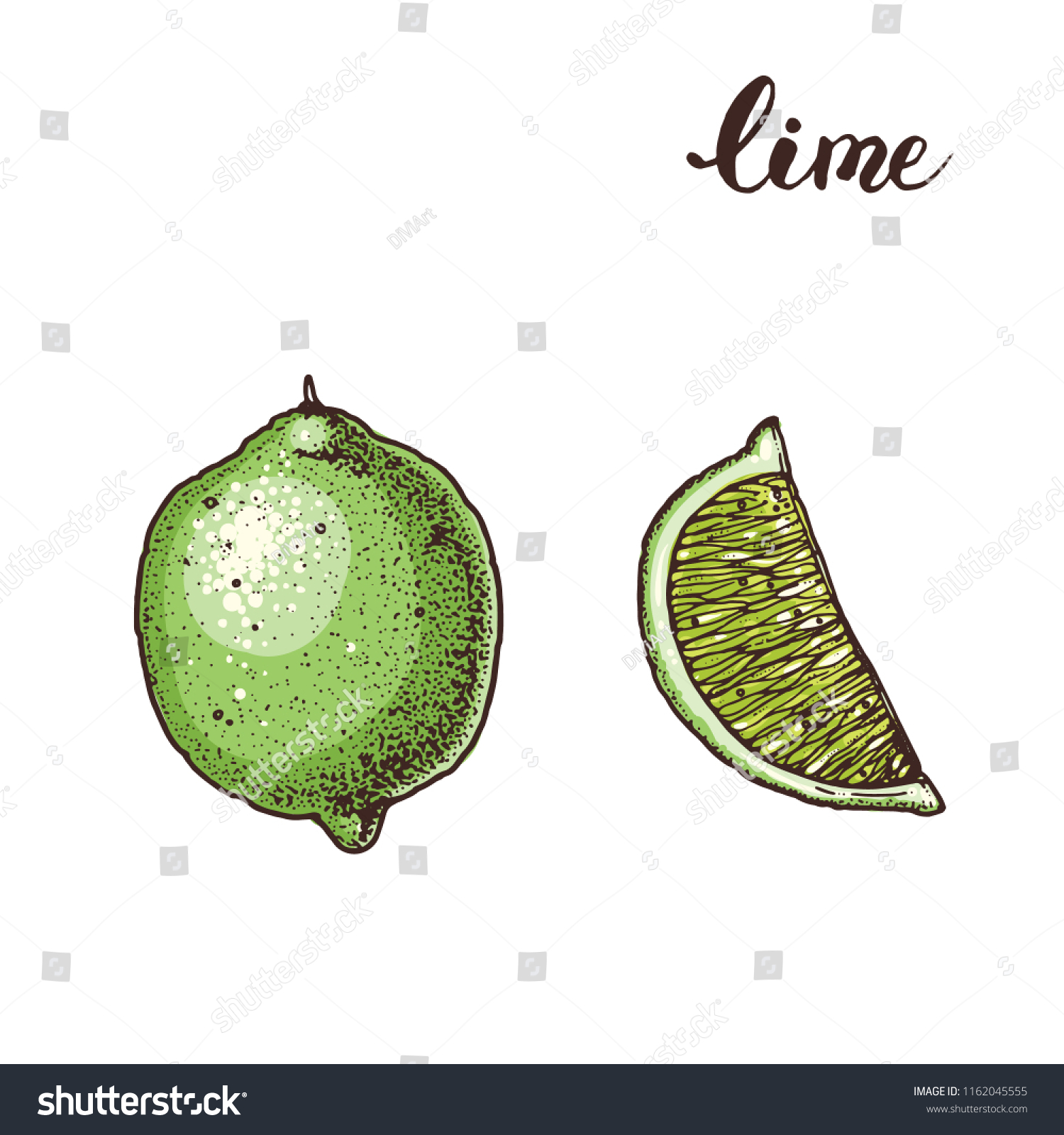 Lime Hand Drawn Vector Illustration Lime Stock Vector (Royalty Free ...