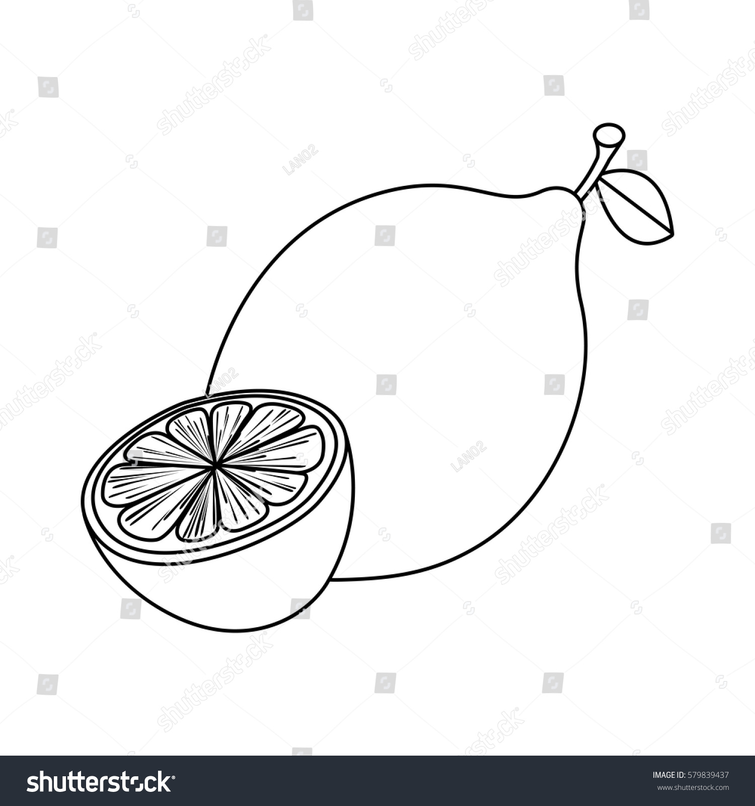 Line Drawing Fruit Stock Vector (Royalty Free) 579839437 | Shutterstock