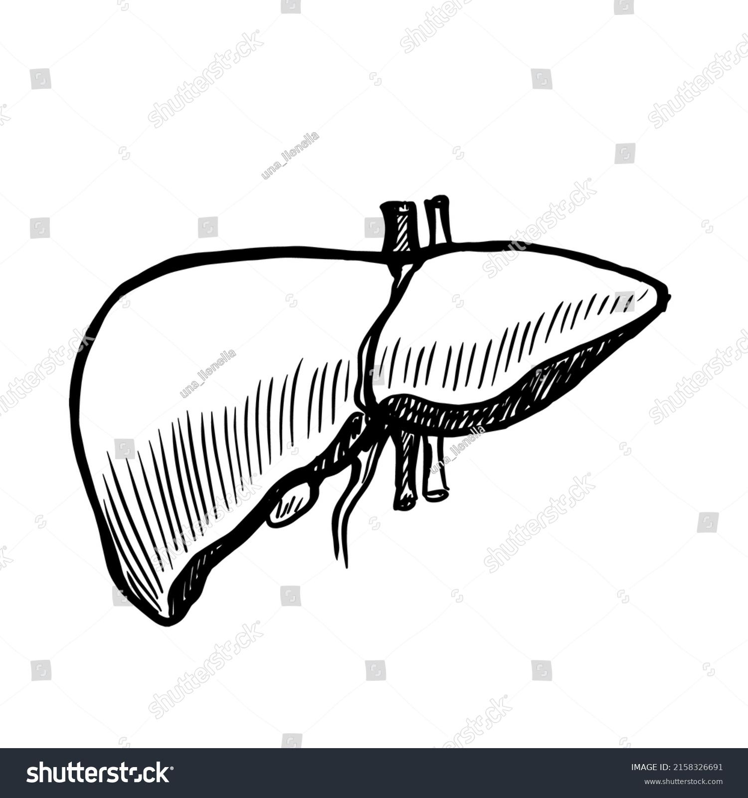 5,624 Liver vector black and white Images, Stock Photos & Vectors ...