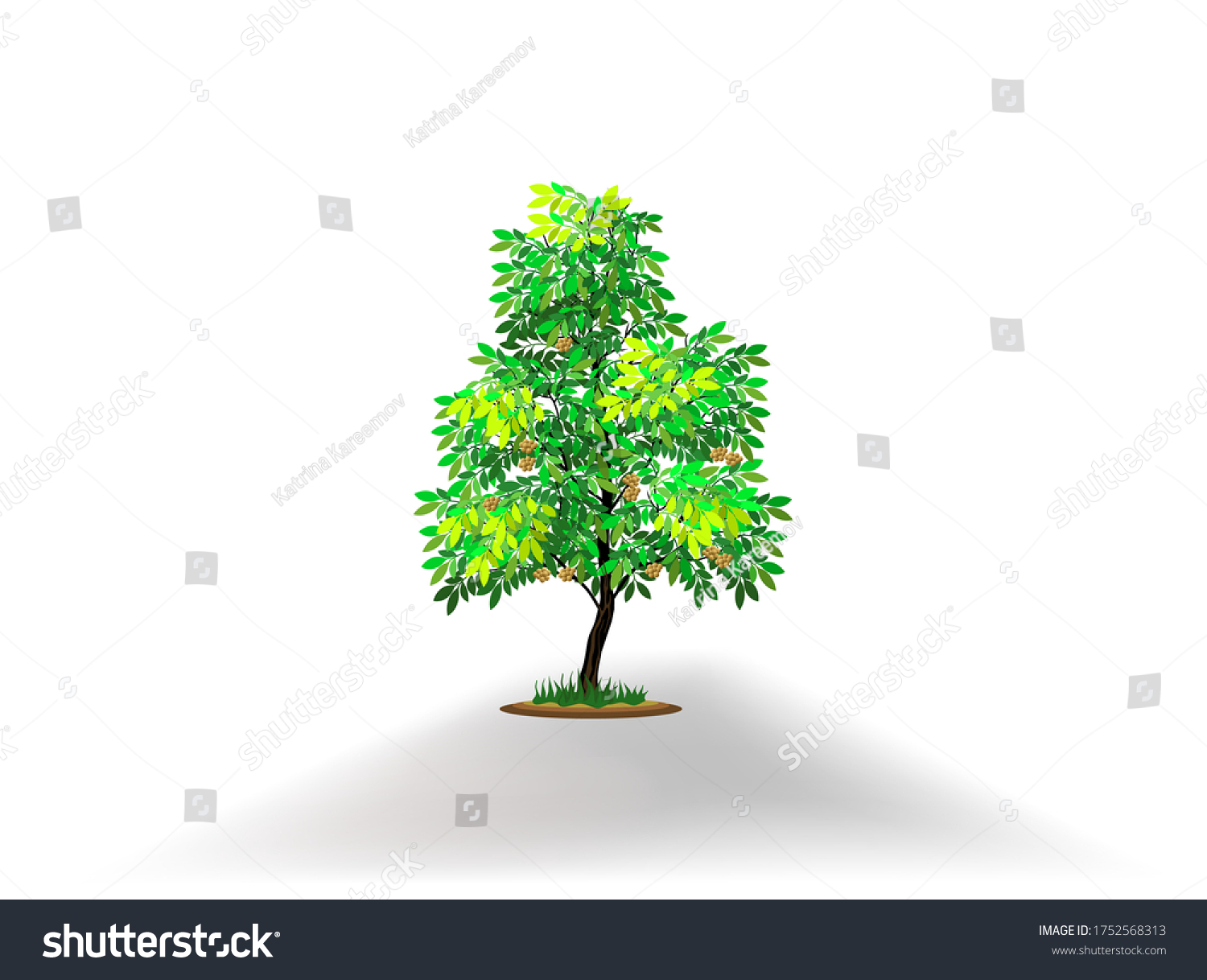 62 Longan tree Stock Vectors, Images & Vector Art | Shutterstock
