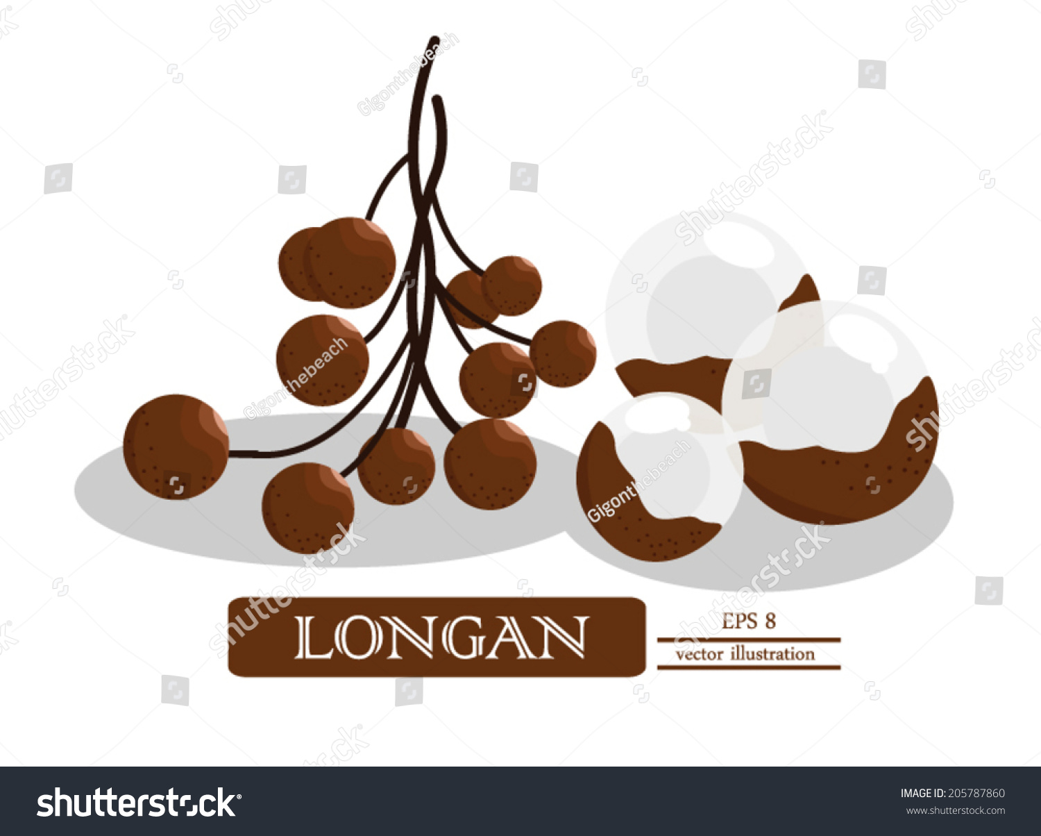 Longan Vector Illustration Stock Vector 205787860 - Shutterstock