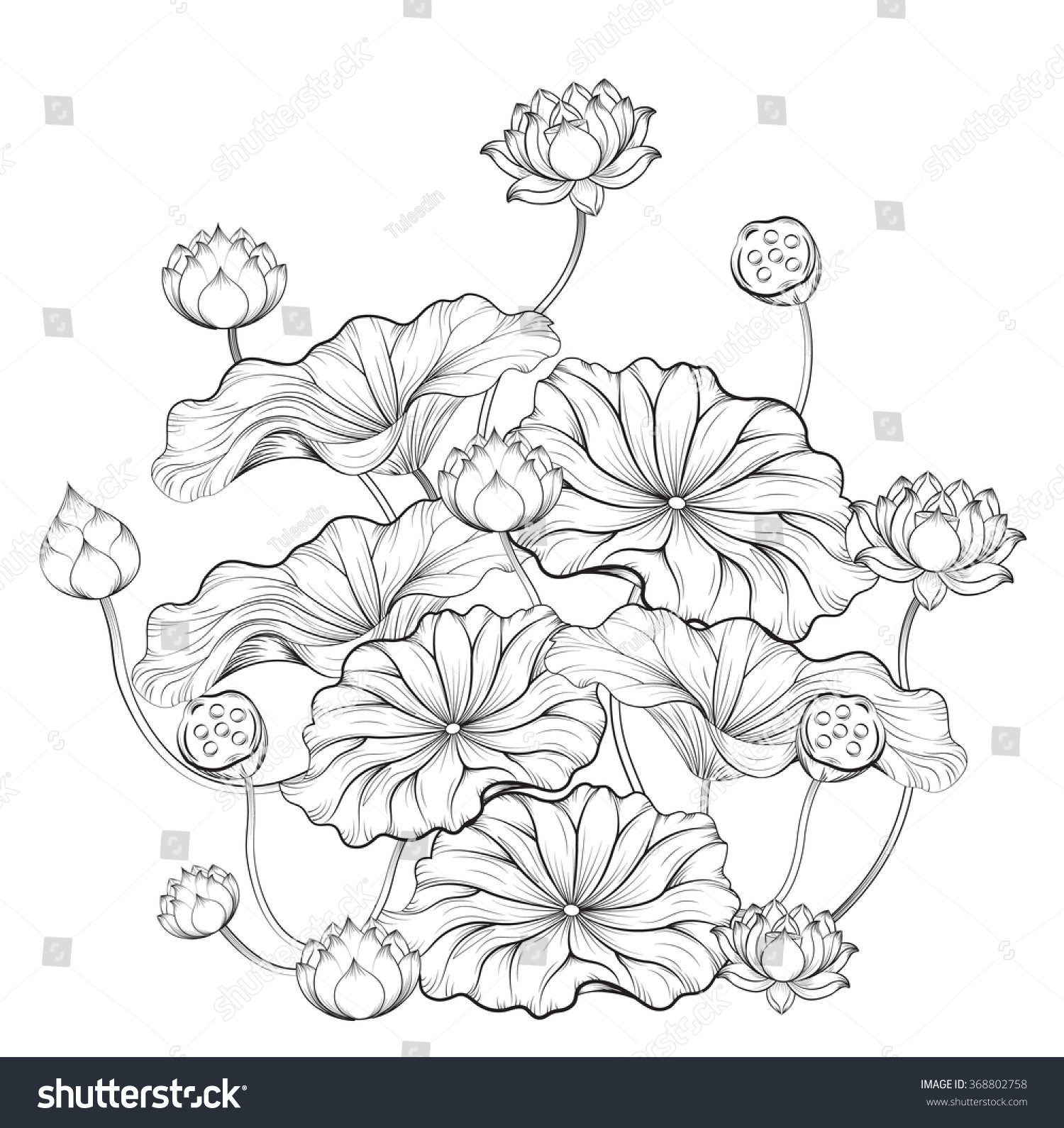 Lotus Tree Vector By Hand Drawing 스톡 벡터(로열티 프리) 368802758