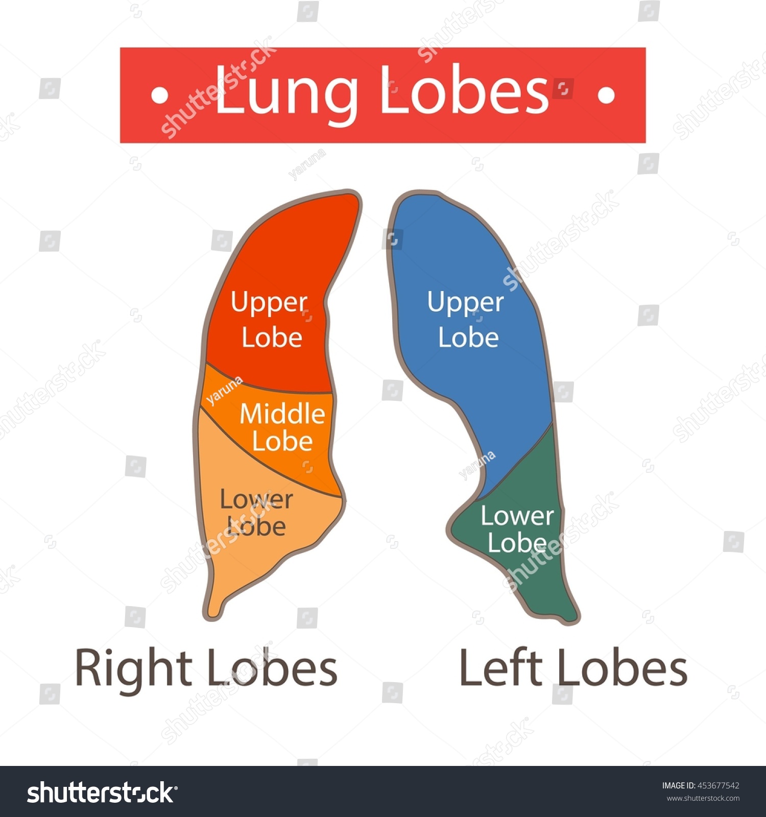 Lung Lobes: vector de stock (libre de regalías) 453677542 | Shutterstock