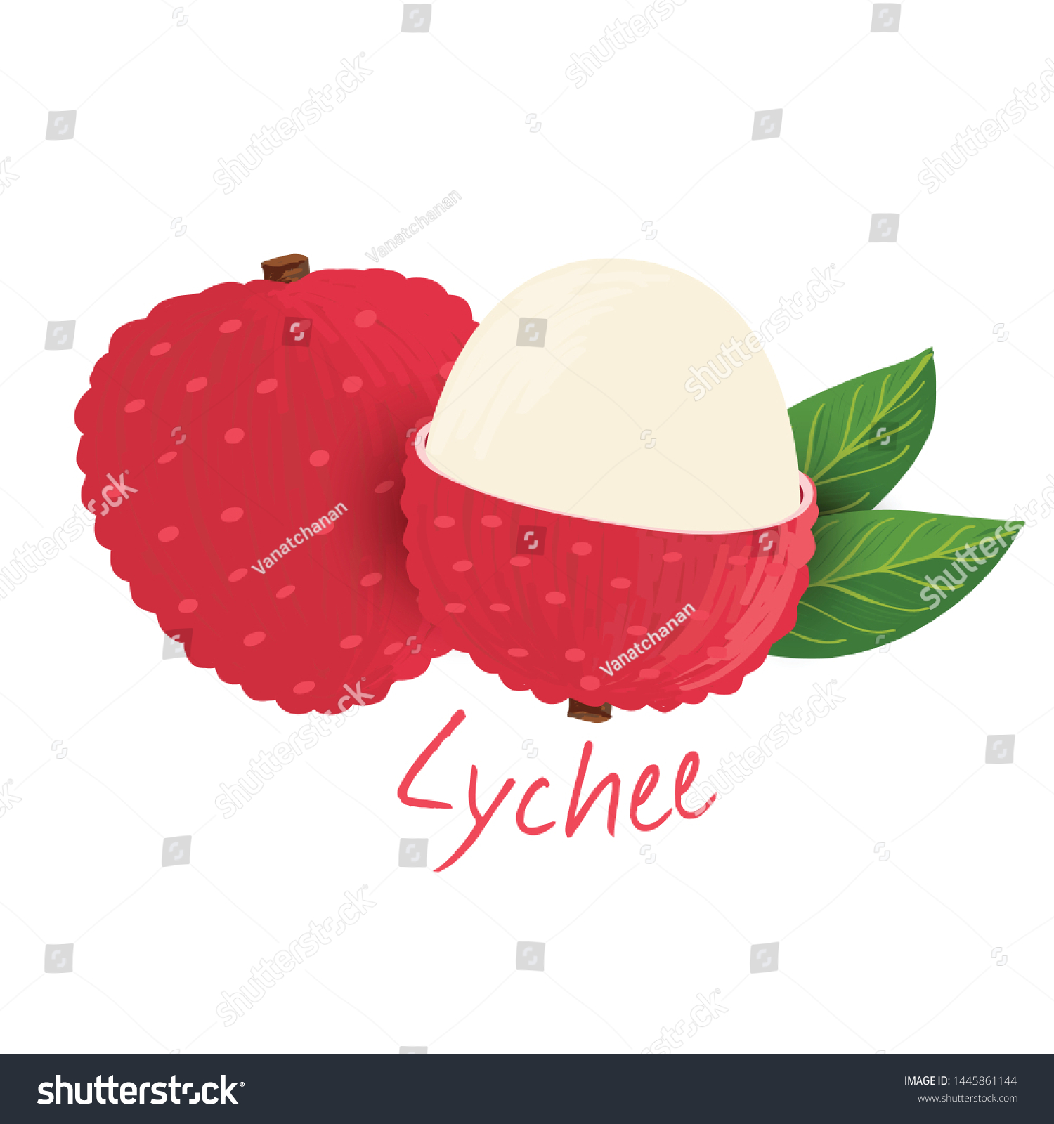 Lychee Fruit Doodle Drawings Vector Illustration Stock Vector (Royalty ...