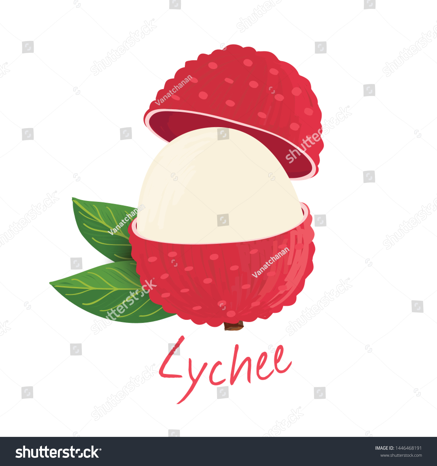Lychee Fruit Doodle Drawings Vector Illustration Stock Vector (Royalty ...