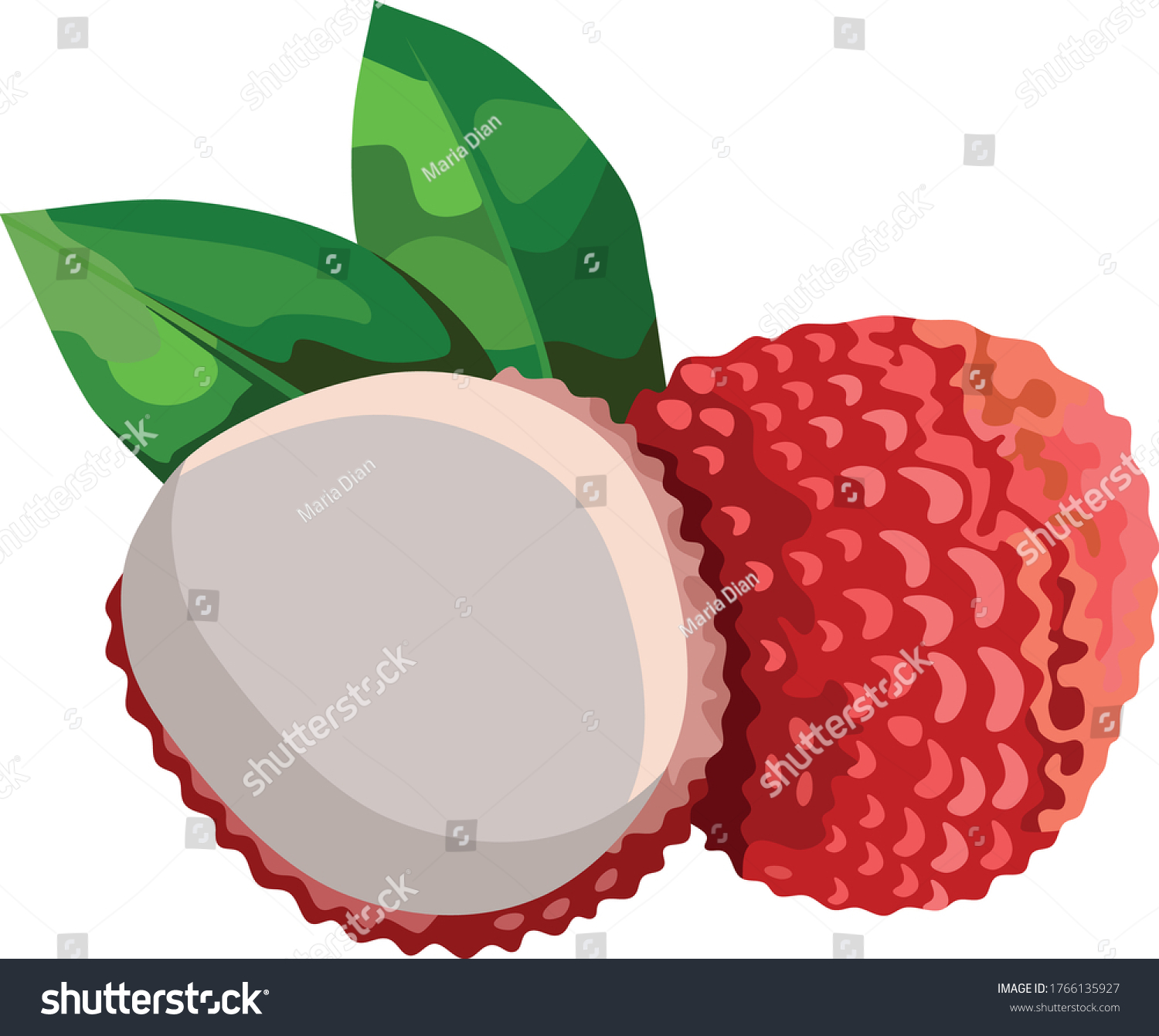 Lychee Fruit Plant Vector Illustration Stock Vector (Royalty Free ...