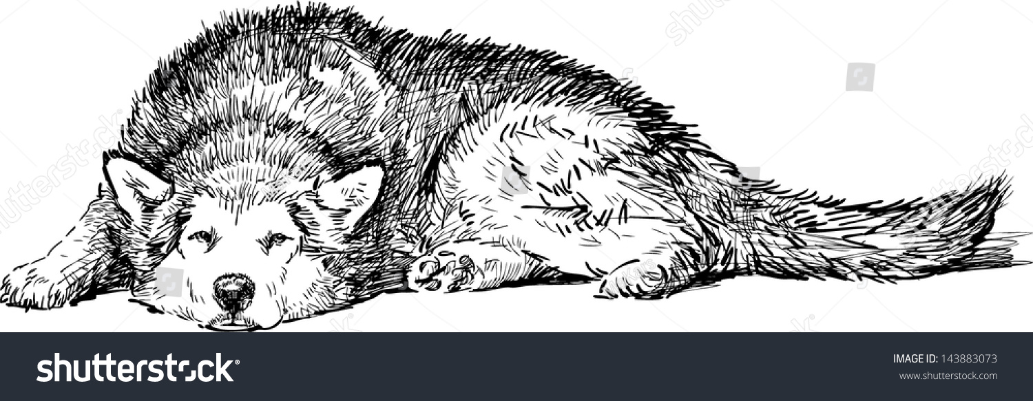 Lying Husky Stock Vector 143883073 - Shutterstock