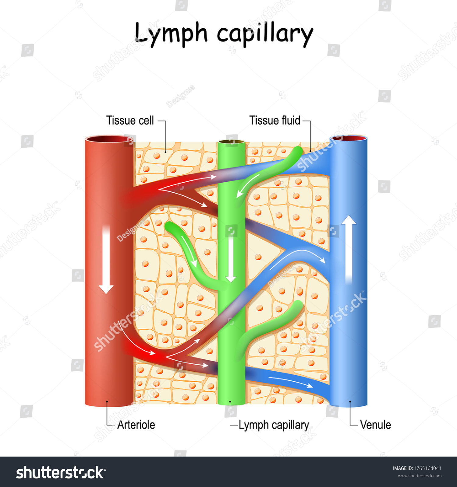 Lymph Capillary Human Tissue Blood Vessel Stock Vector (Royalty Free ... Lymph Capillary Human Tissue Blood Vessel Stock Vector (Royalty Free ...