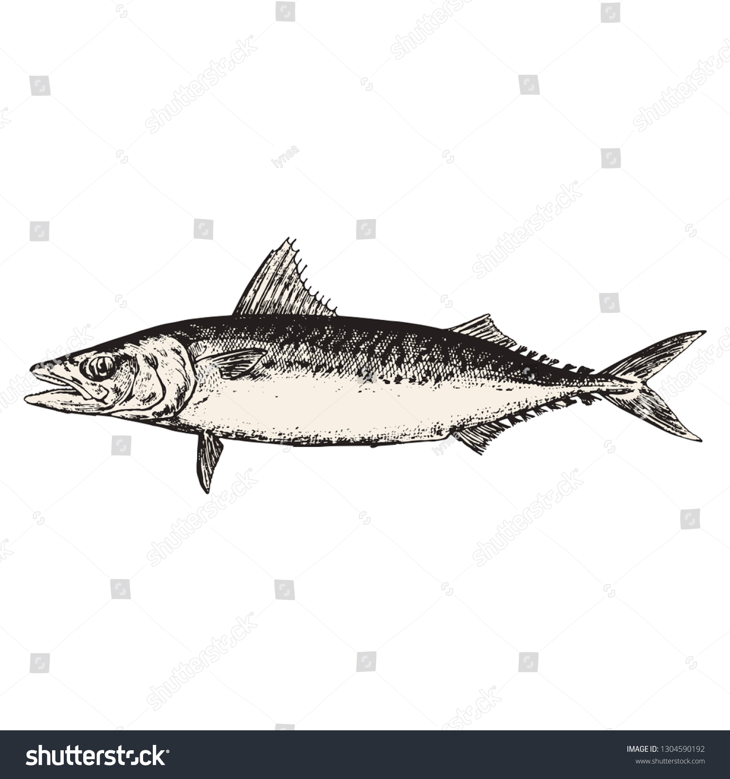 Mackerel Fish Vector Illustration: เวกเตอร์สต็อก (ปลอดค่าลิขสิทธิ์ ...