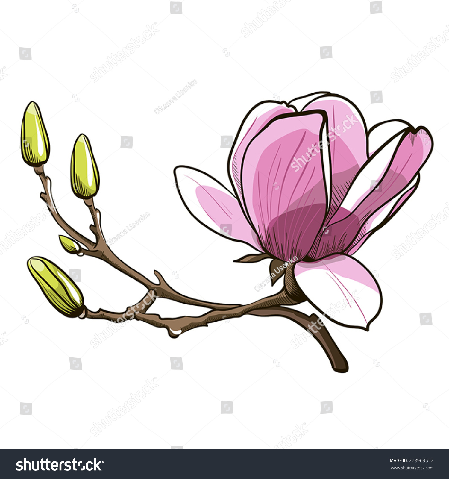 Magnolia Flower Stock Vector Illustration 278969522 : Shutterstock