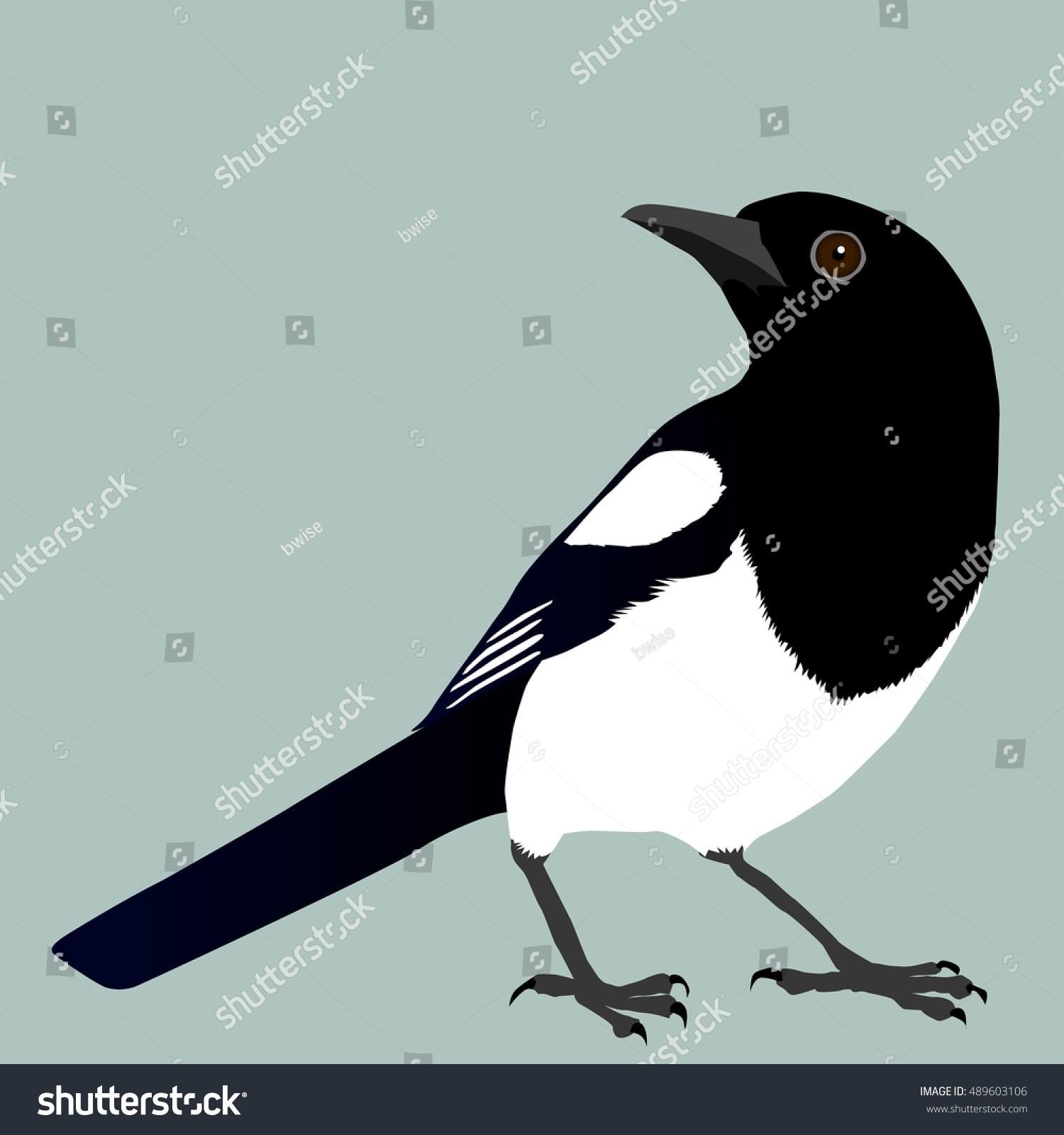 Magpie Stock Vector (Royalty Free) 489603106