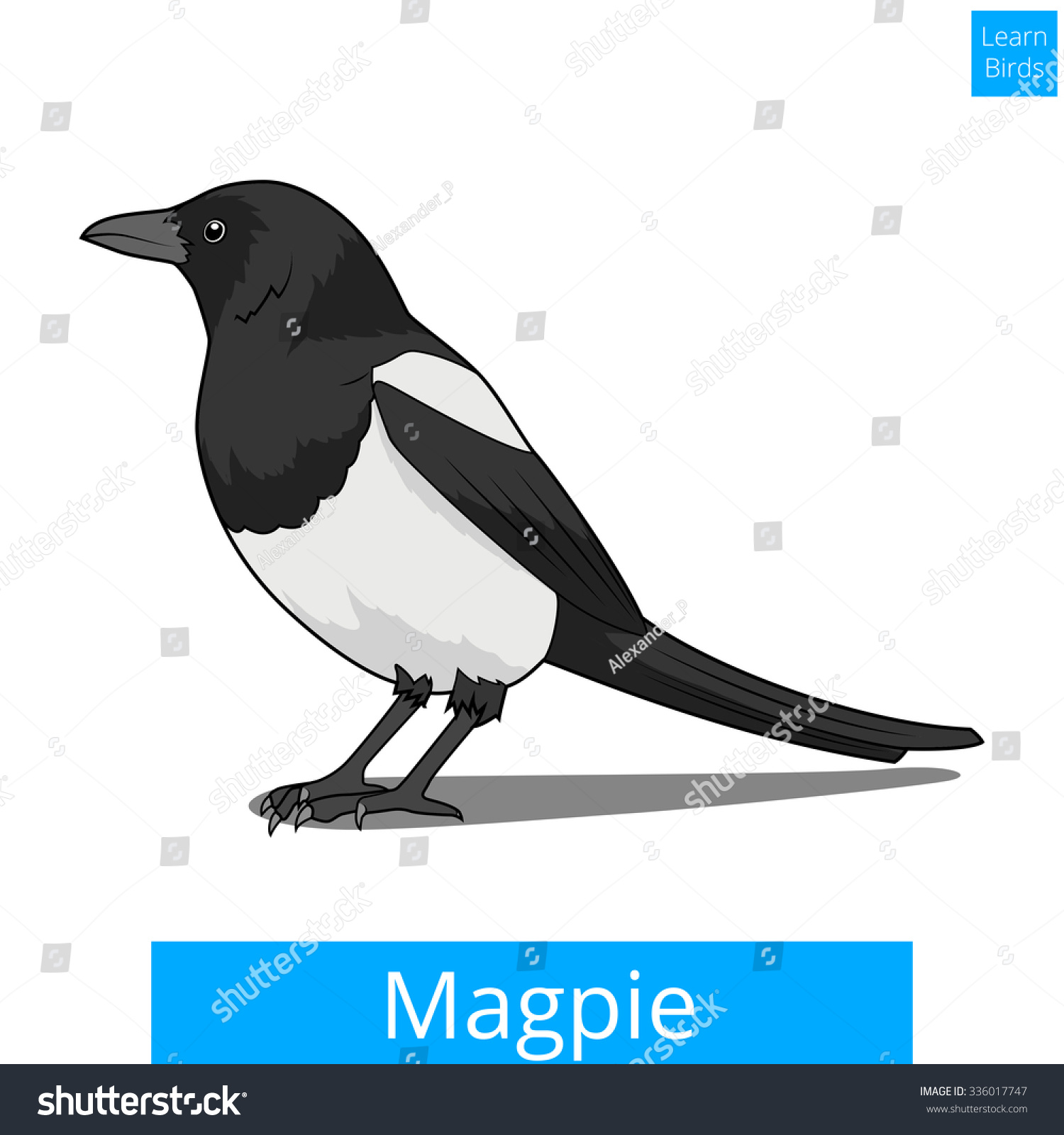 Magpie Learn Birds Educational Game Vector Stock Vector (Royalty Free ...