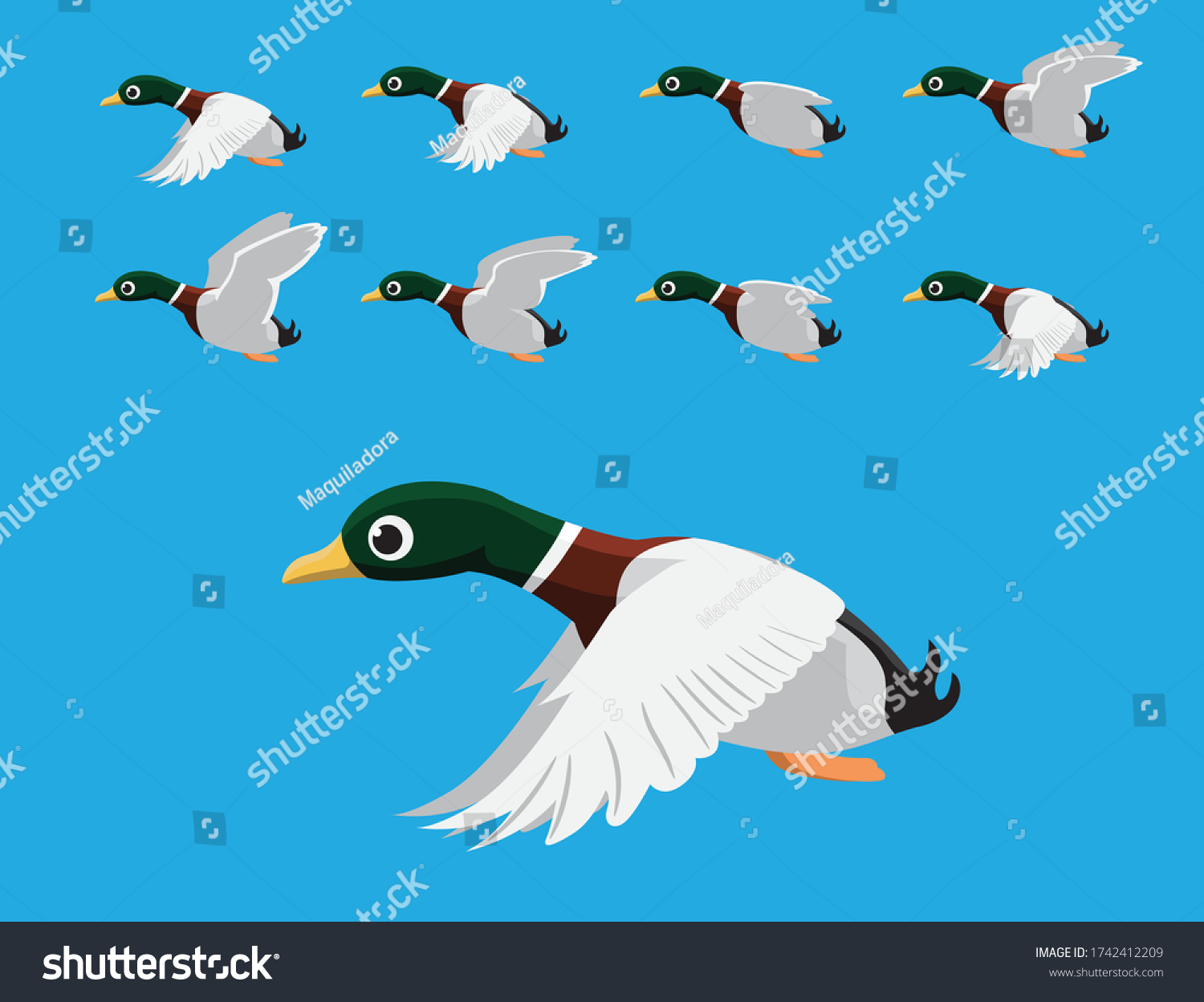 Mallard Duck Flying Animation Sequence Cartoon Stock Vector (Royalty ...