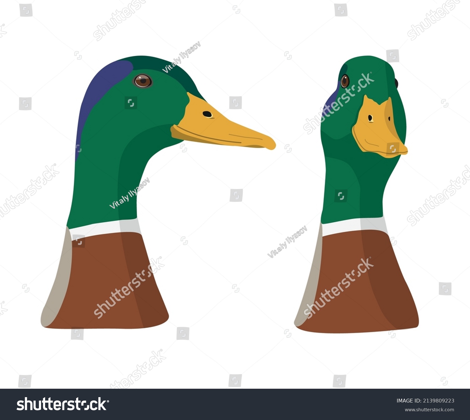 66,085 Wild duck head Images, Stock Photos & Vectors | Shutterstock