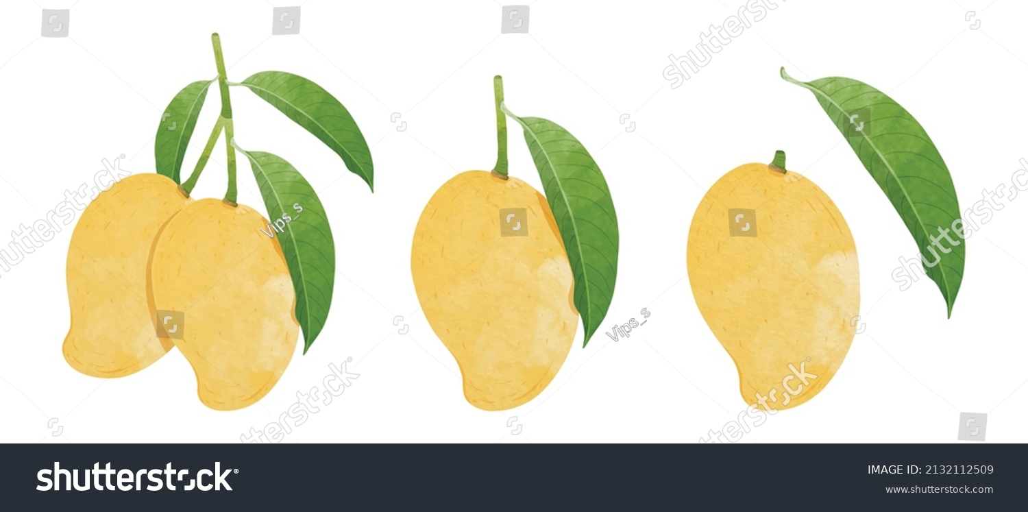 Mango Design Elements Set Watercolour Style Stock Vector (Royalty Free ...