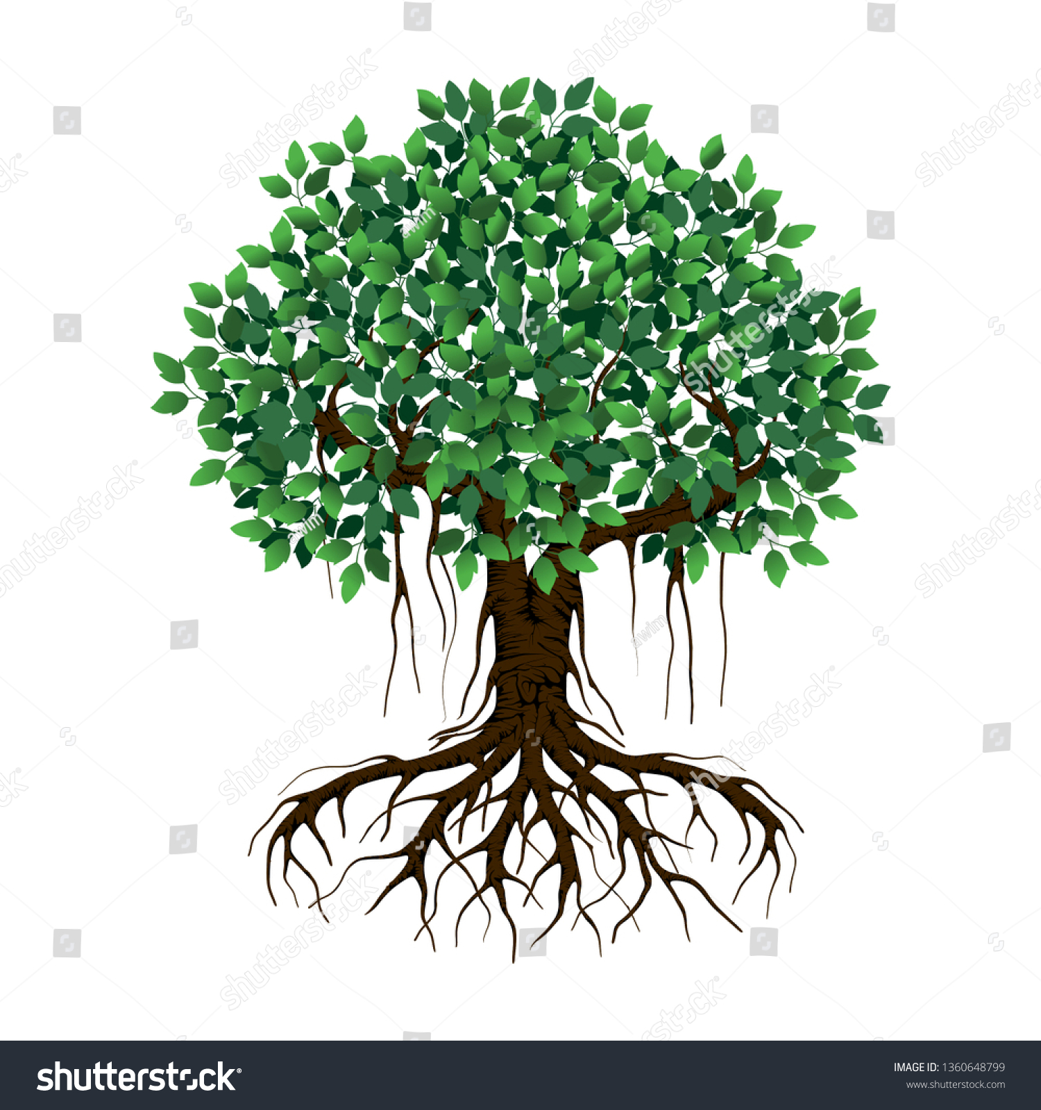 Mangrove Tree Vector Illustrations Tree Logo Stock Vector (Royalty Free ...