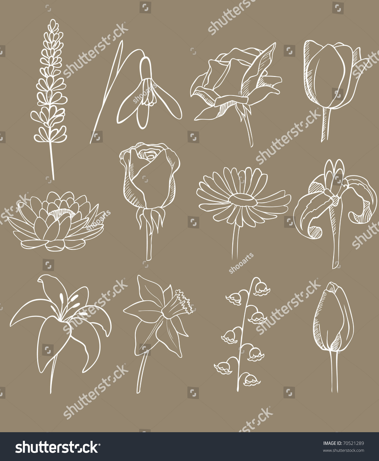 Many Different Flowers Vector Doodle Collection: เวกเตอร์สต็อก (ปลอดค่า ...