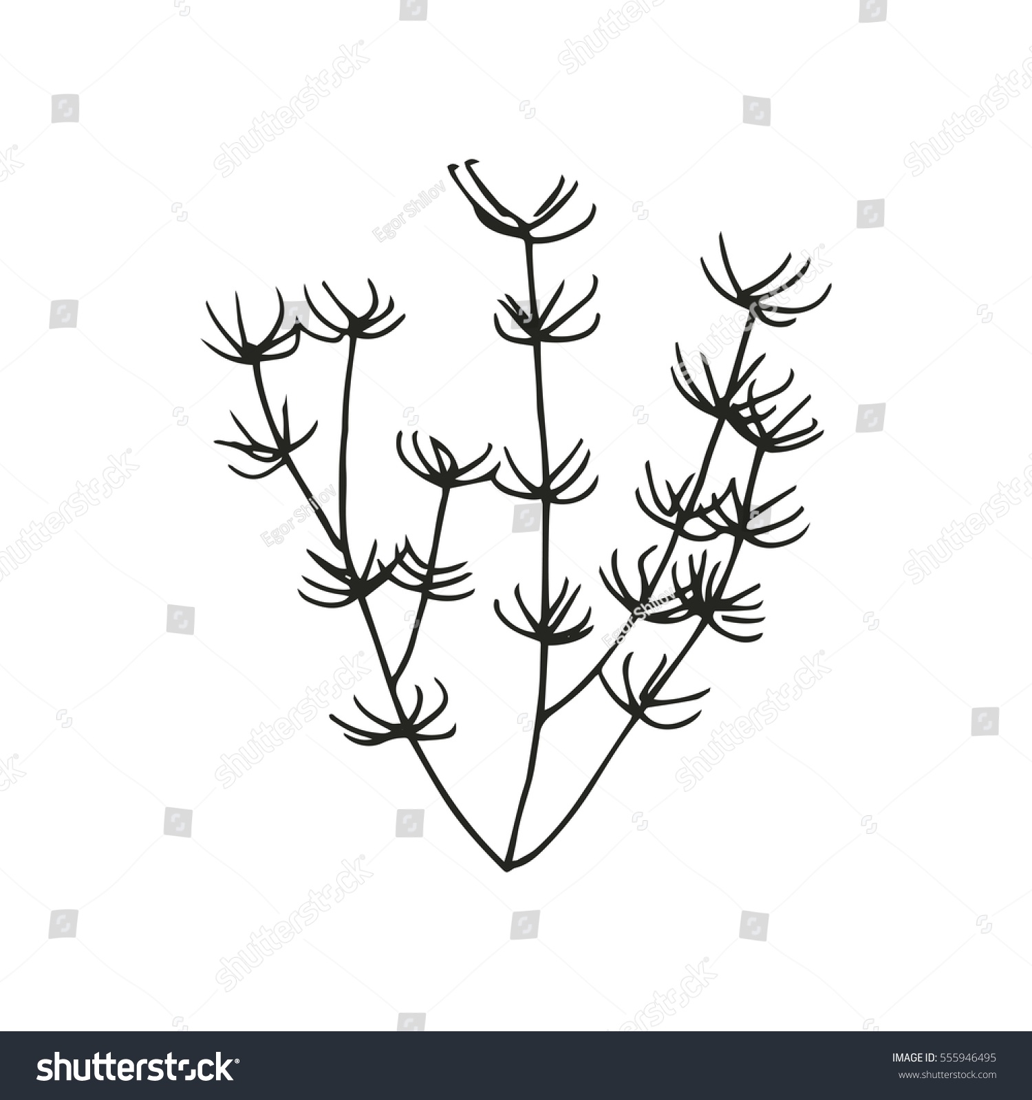 Marine Algae Drawing Vector Illustration: เวกเตอร์สต็อก (ปลอดค่า ...