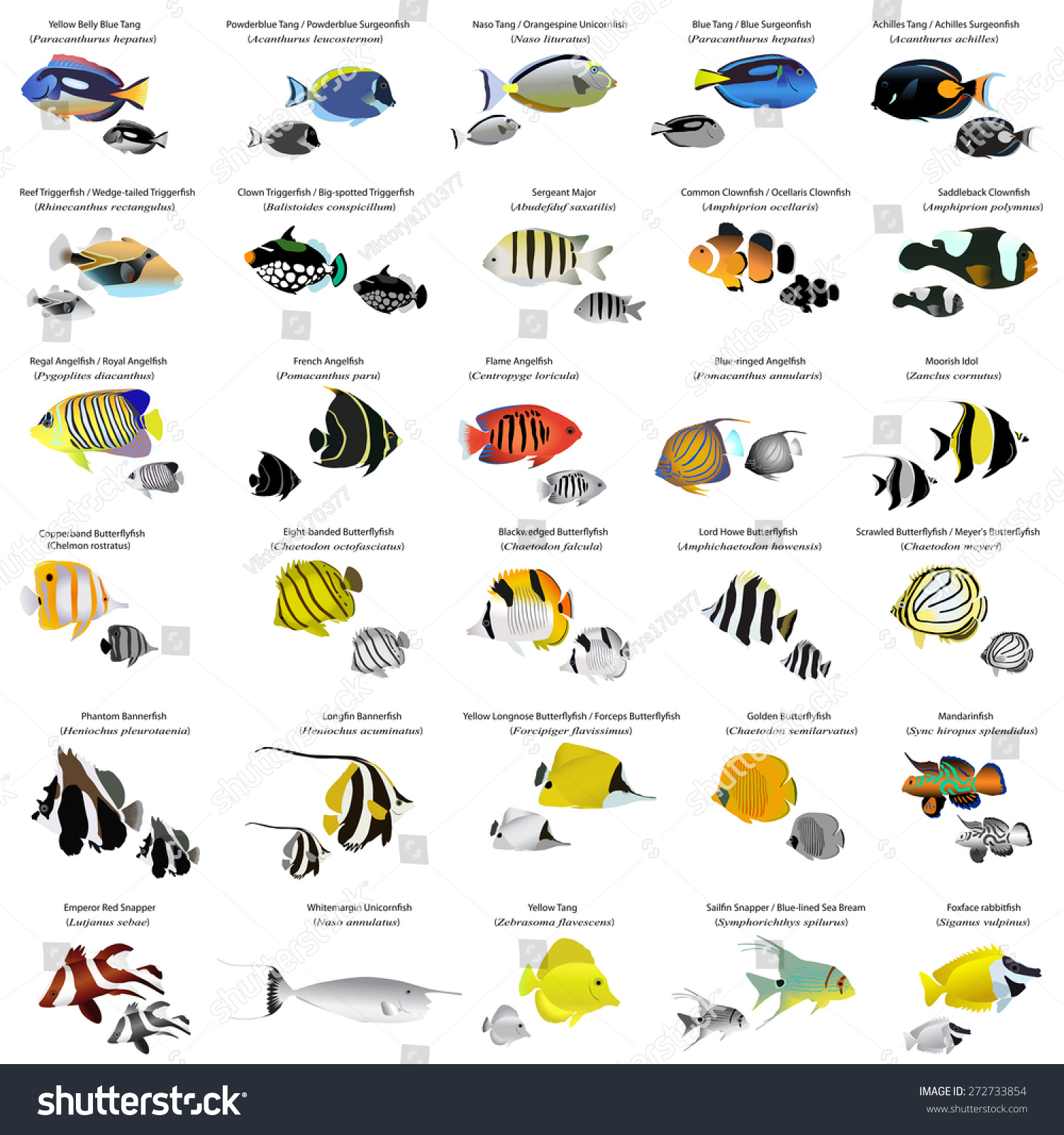 Marine Fish Stock Vector (Royalty Free) 272733854 | Shutterstock