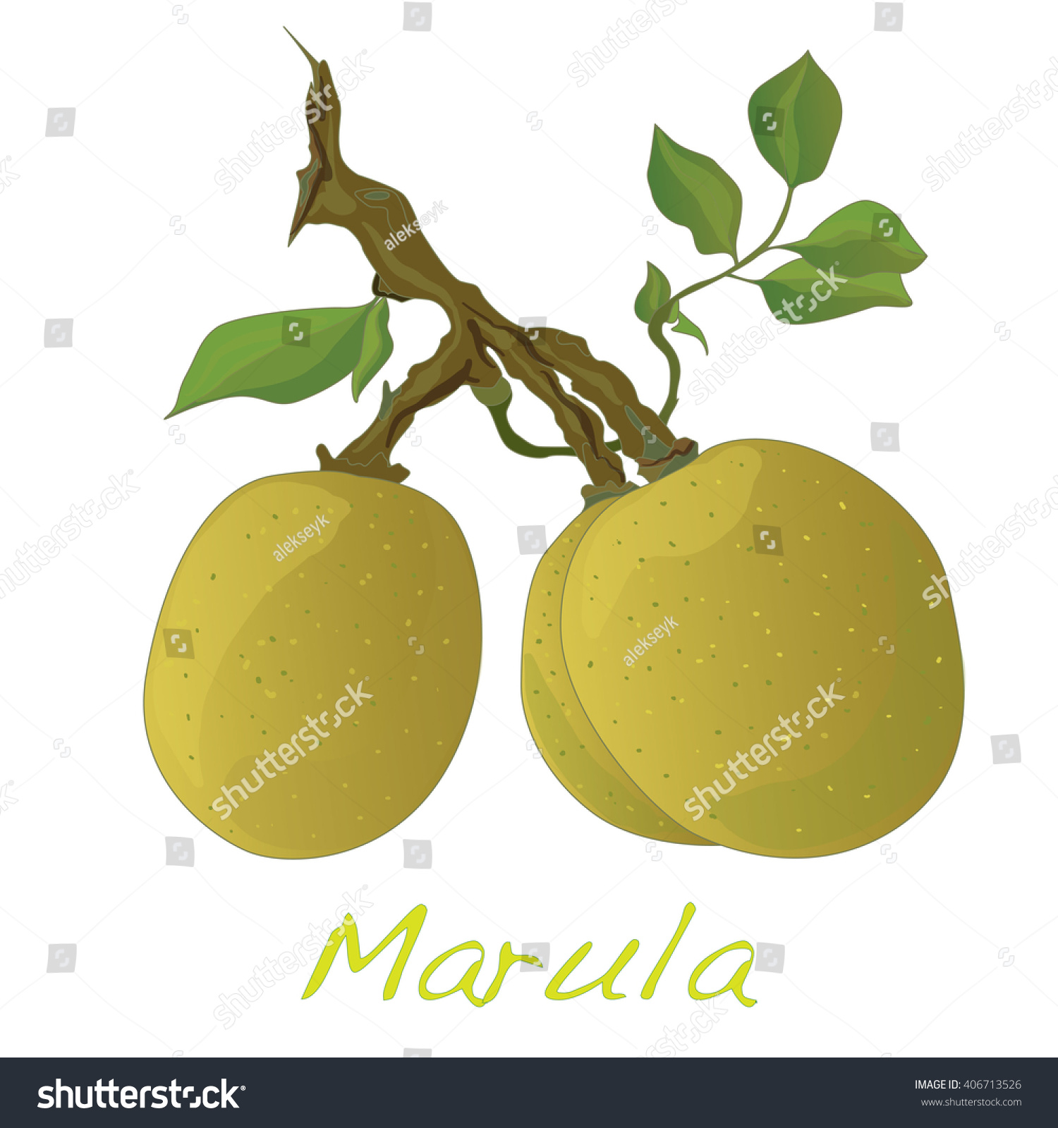 Marula Fruit Vector Illustration Isolated: เวกเตอร์สต็อก (ปลอดค่า ...