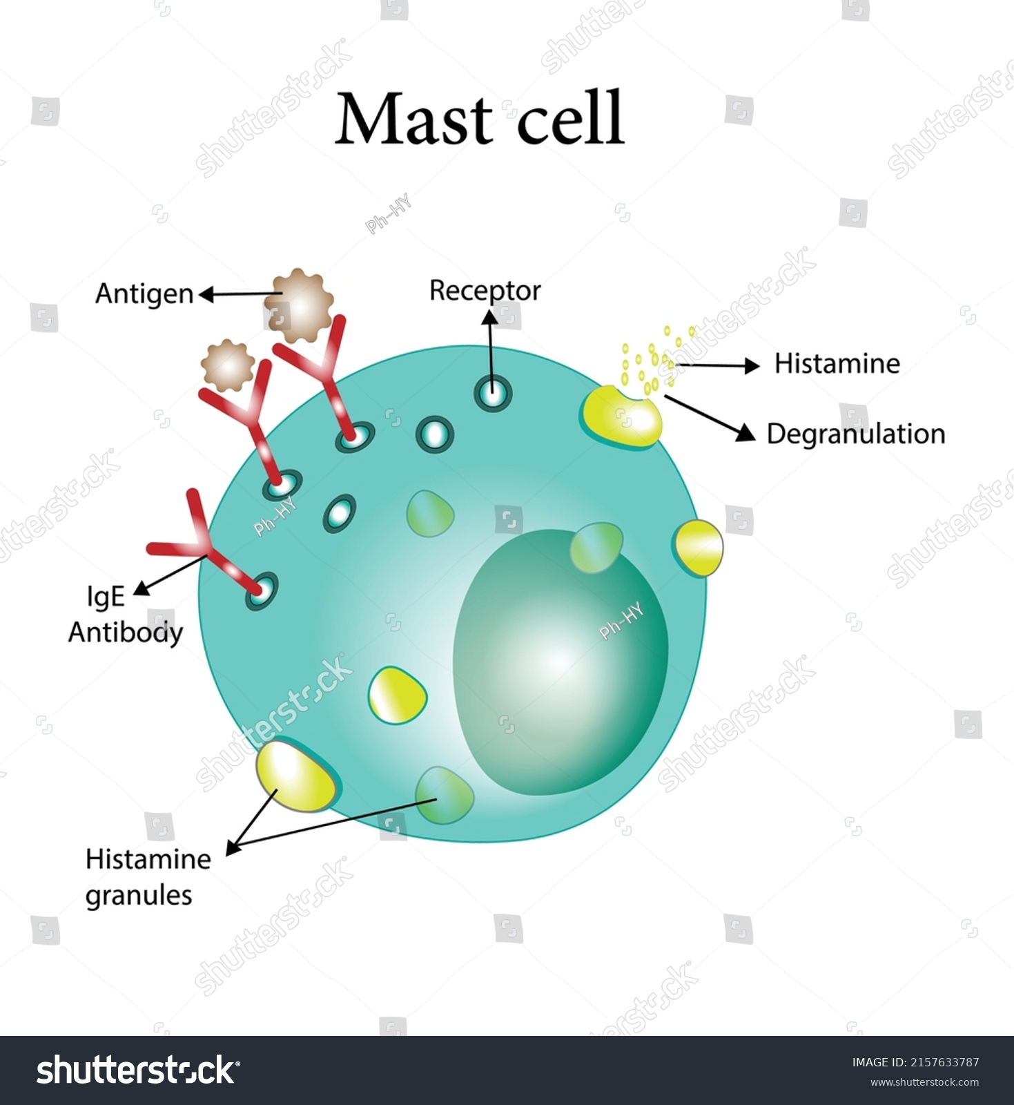 Mast Cell Immune System Cells Vector Stock Vector (Royalty Free ...