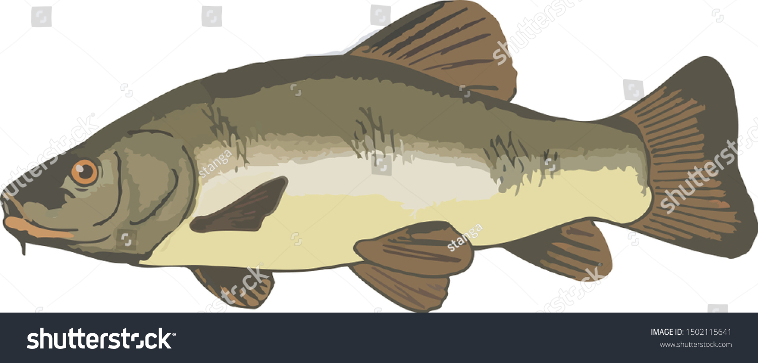 Mediumsized Freshwater Trophy Fish Tench Stock Vector (Royalty Free ...