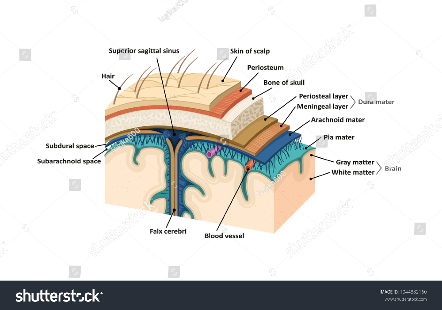 602 Meninges anatomy 이미지, 스톡 사진 및 벡터 | Shutterstock