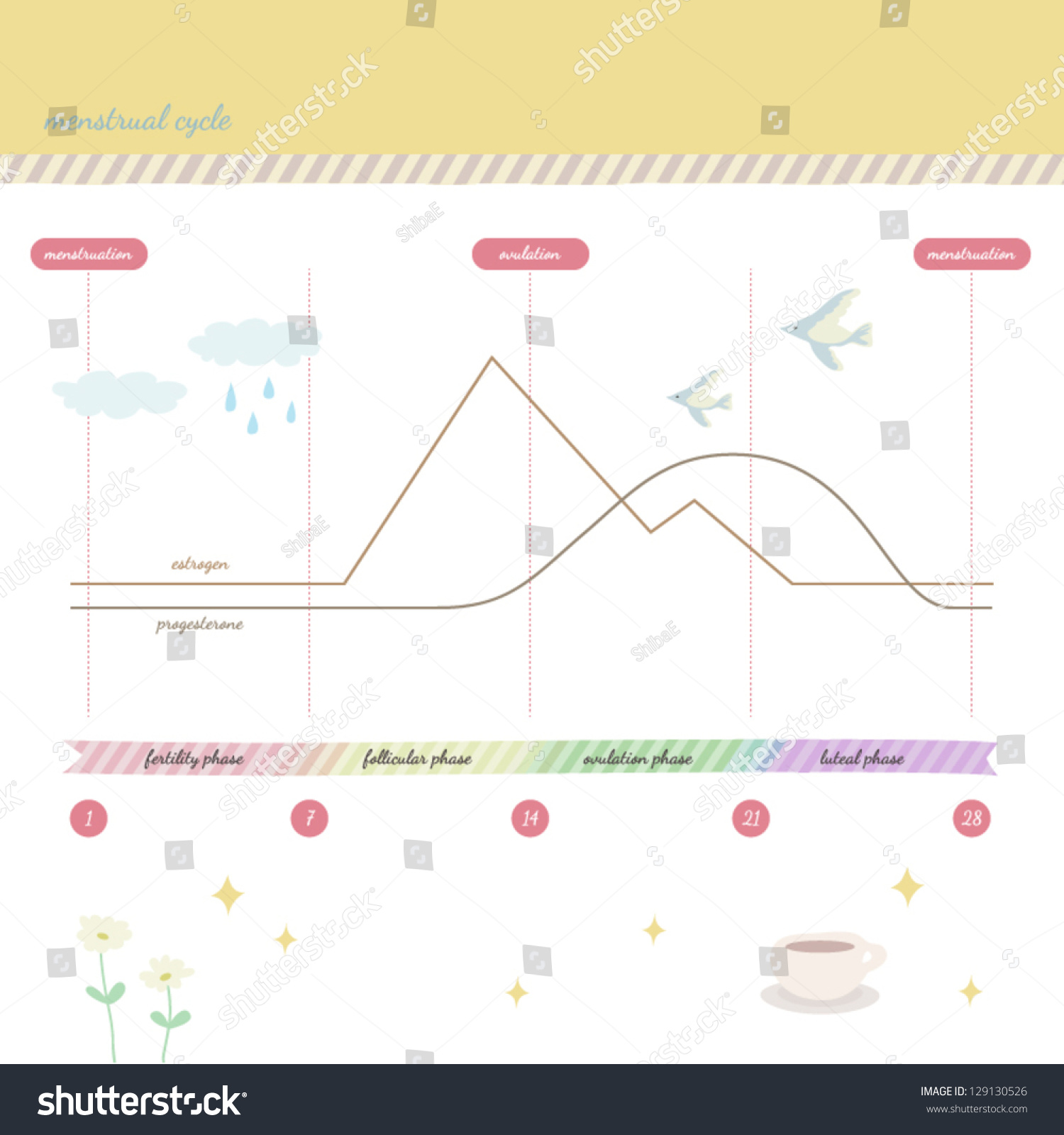 Menstrual Cycle Vector Illustration: vector de stock (libre de regalías ...