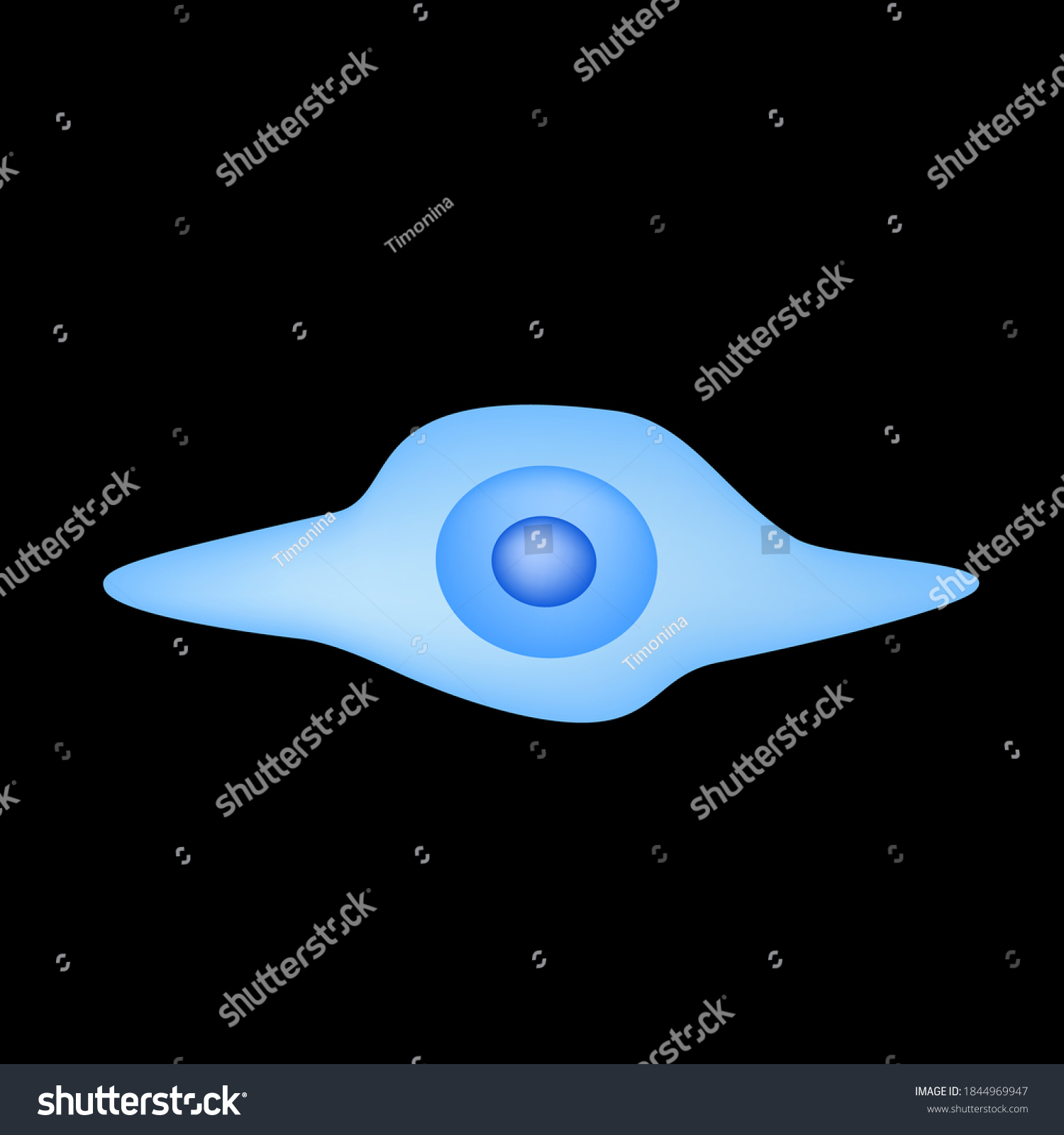 Mesenchymal Stem Cells Stem Cell Structure Stock Vector (Royalty Free ...