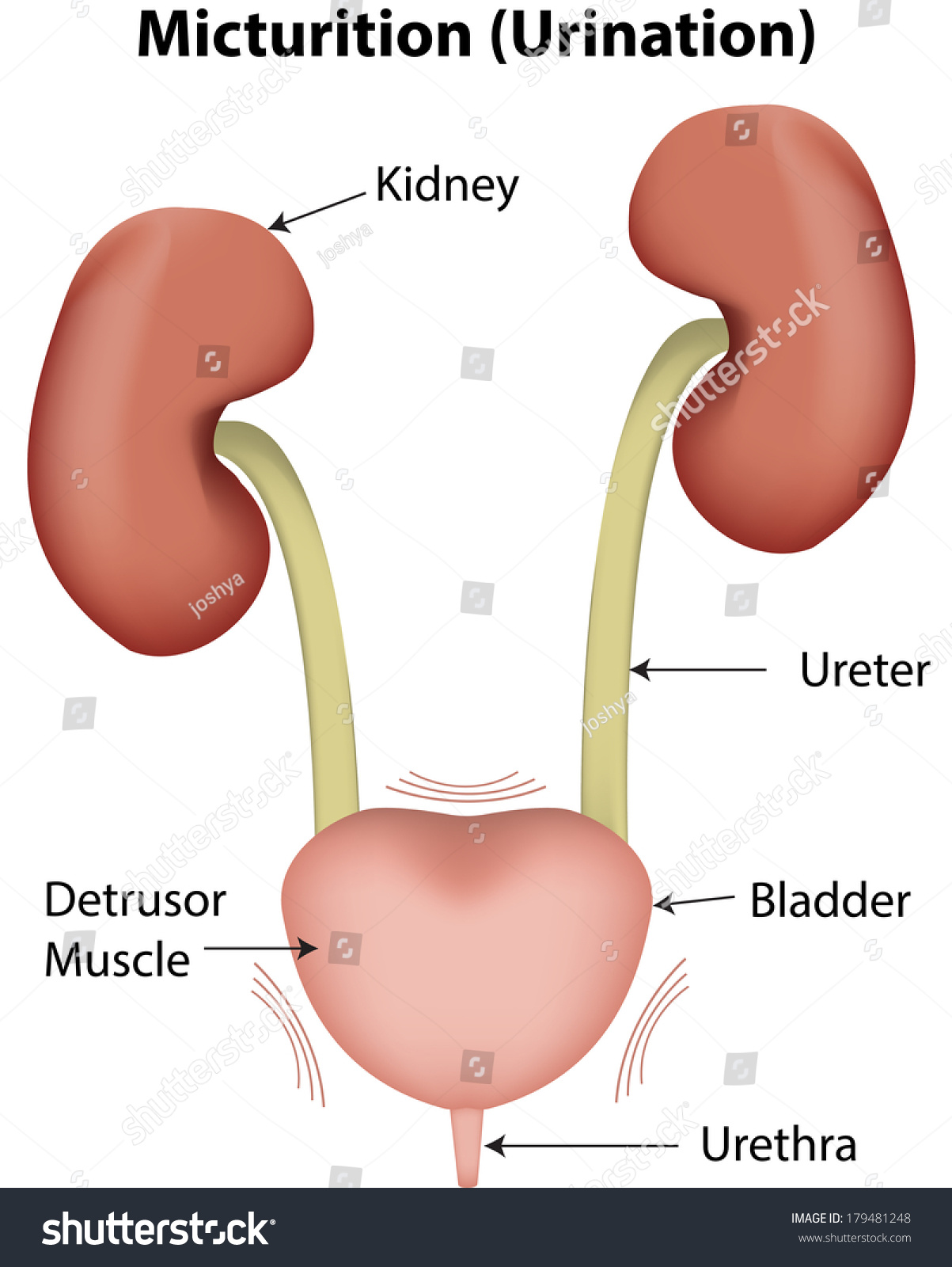 Micturition Urination Stock Vector (Royalty Free) 179481248 | Shutterstock