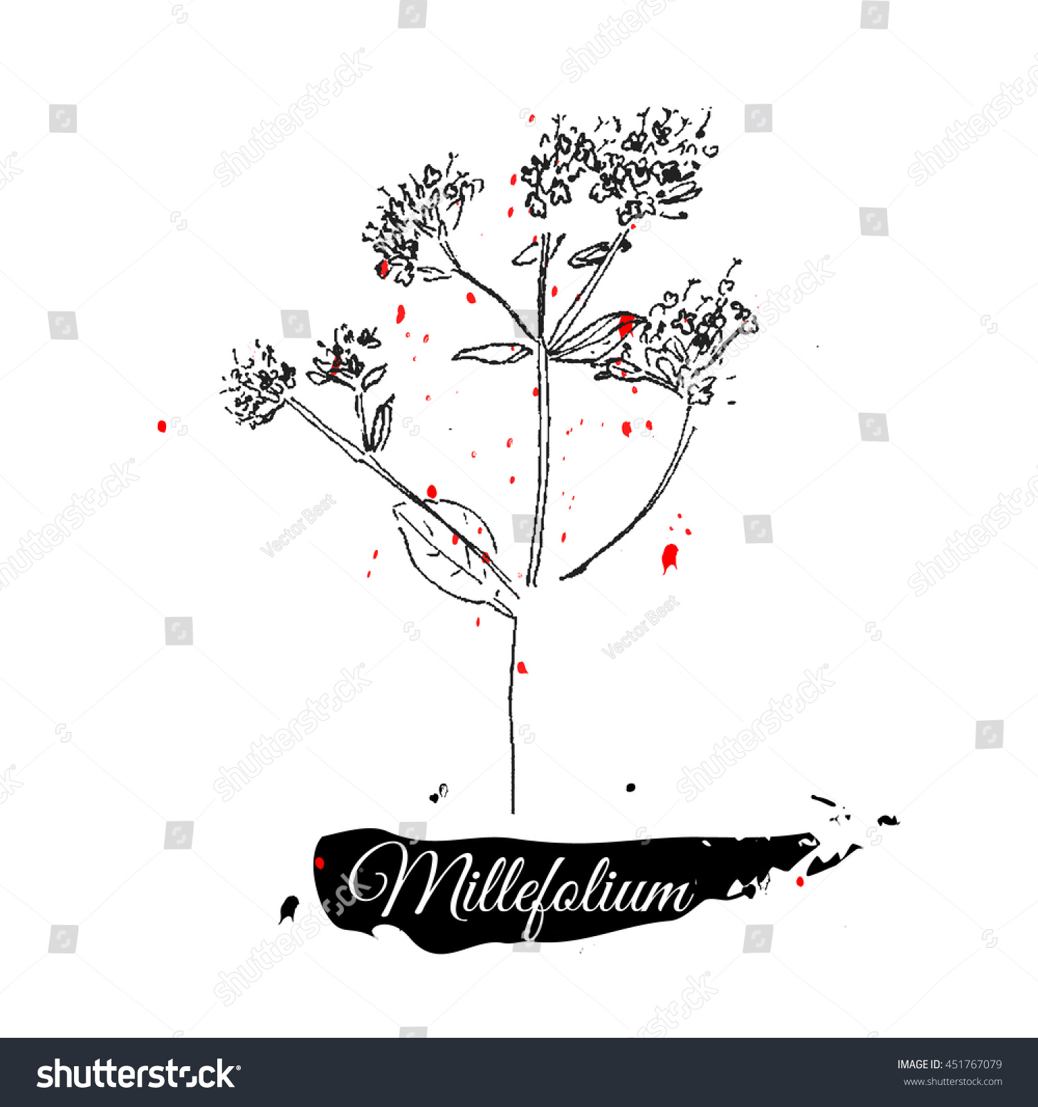 Millefolium Vector Illustration Stock Vector (Royalty Free) 451767079