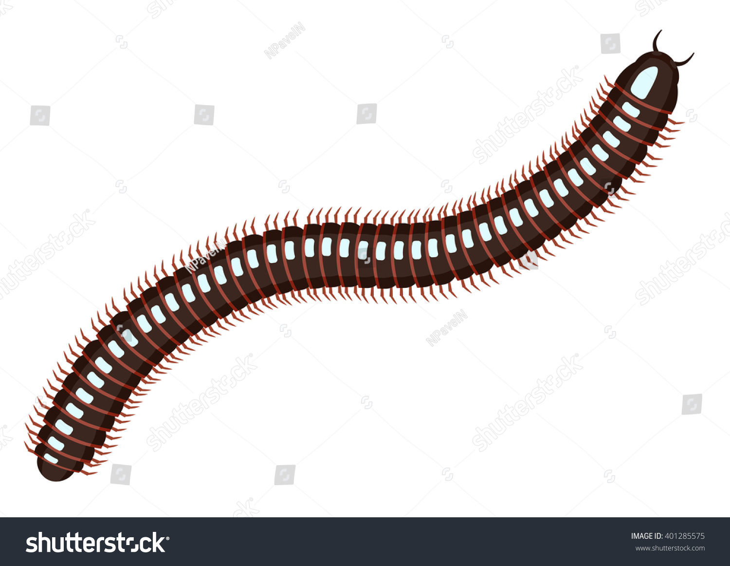 Millipede Vector Illustration Centiped Ecartoon Posing Stock Vector ...