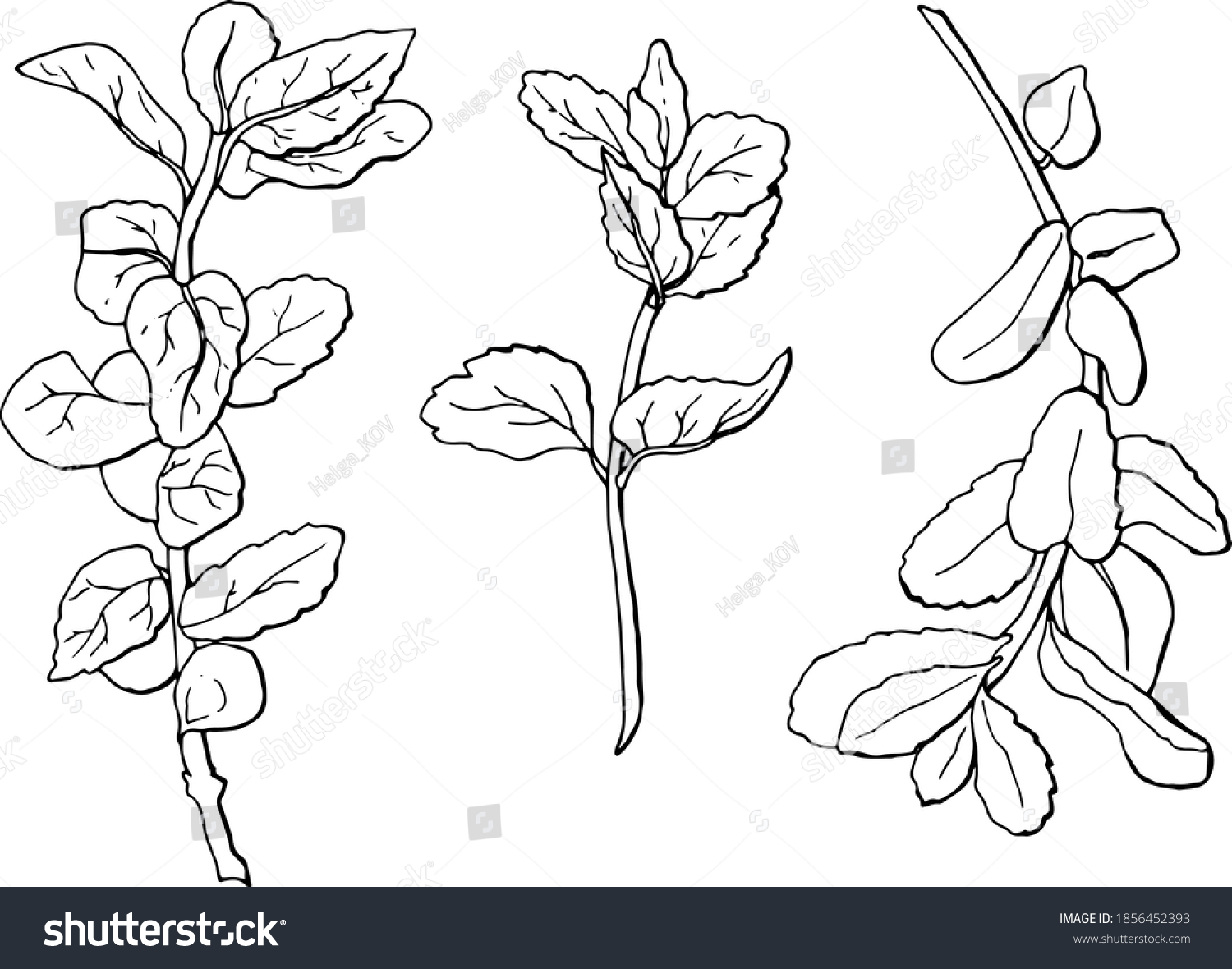 Mint Line Art White Background Isolator Stock Vector (Royalty Free ...