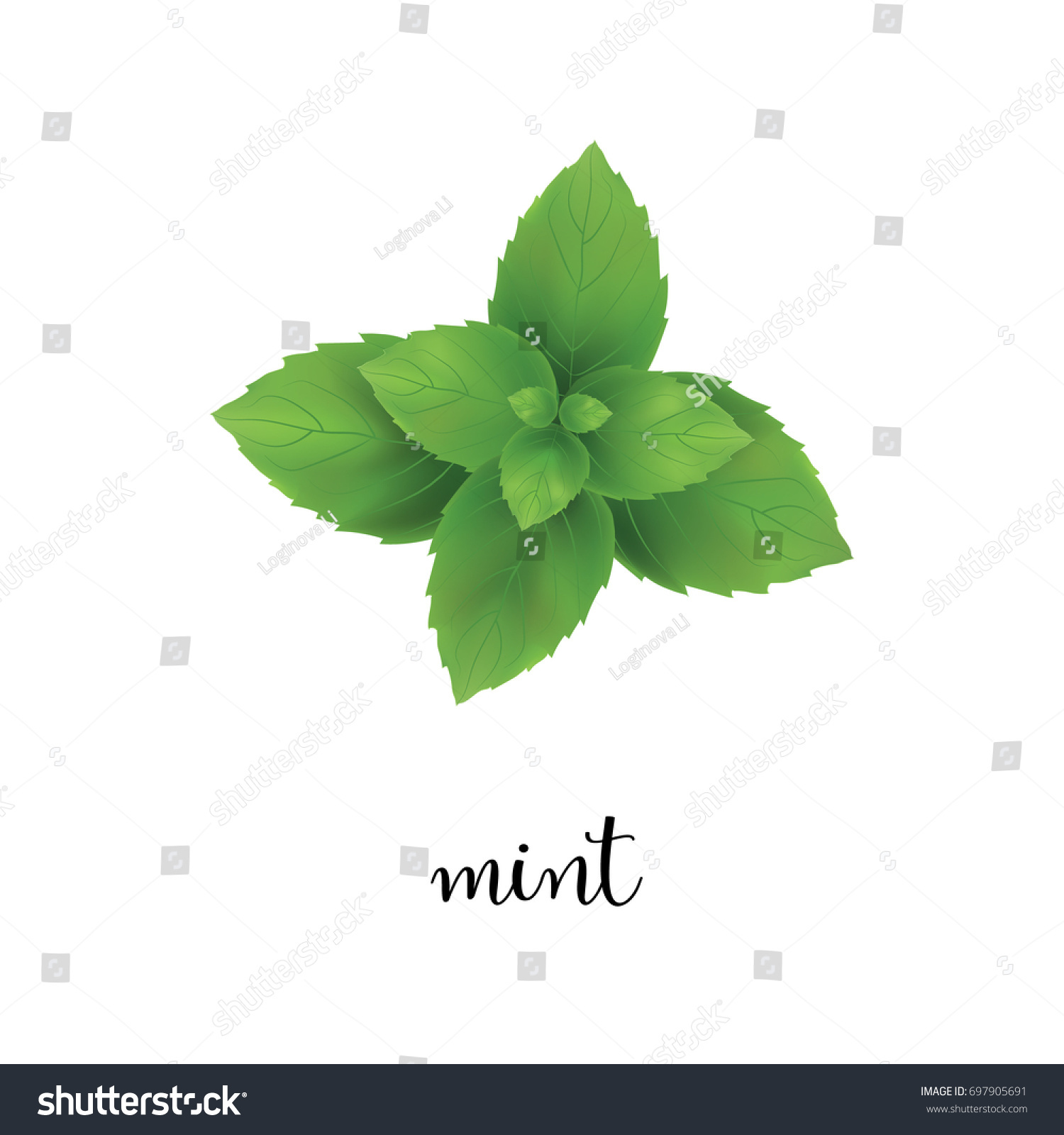 Mint Vector Illustration Isolated Mint On Stock Vector (Royalty Free ...