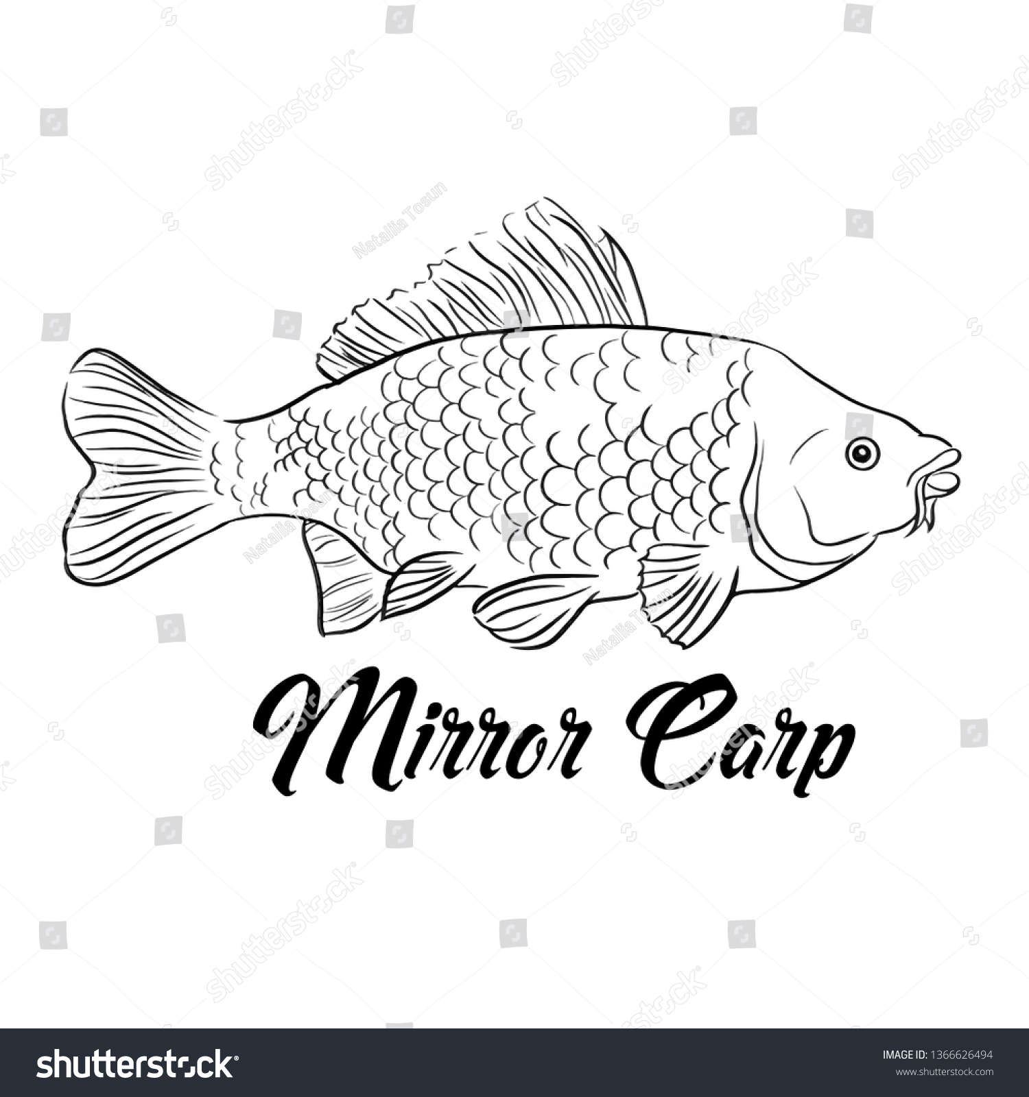 Mirror Carp Fish Vector Illustration Stock Vector (Royalty Free ...
