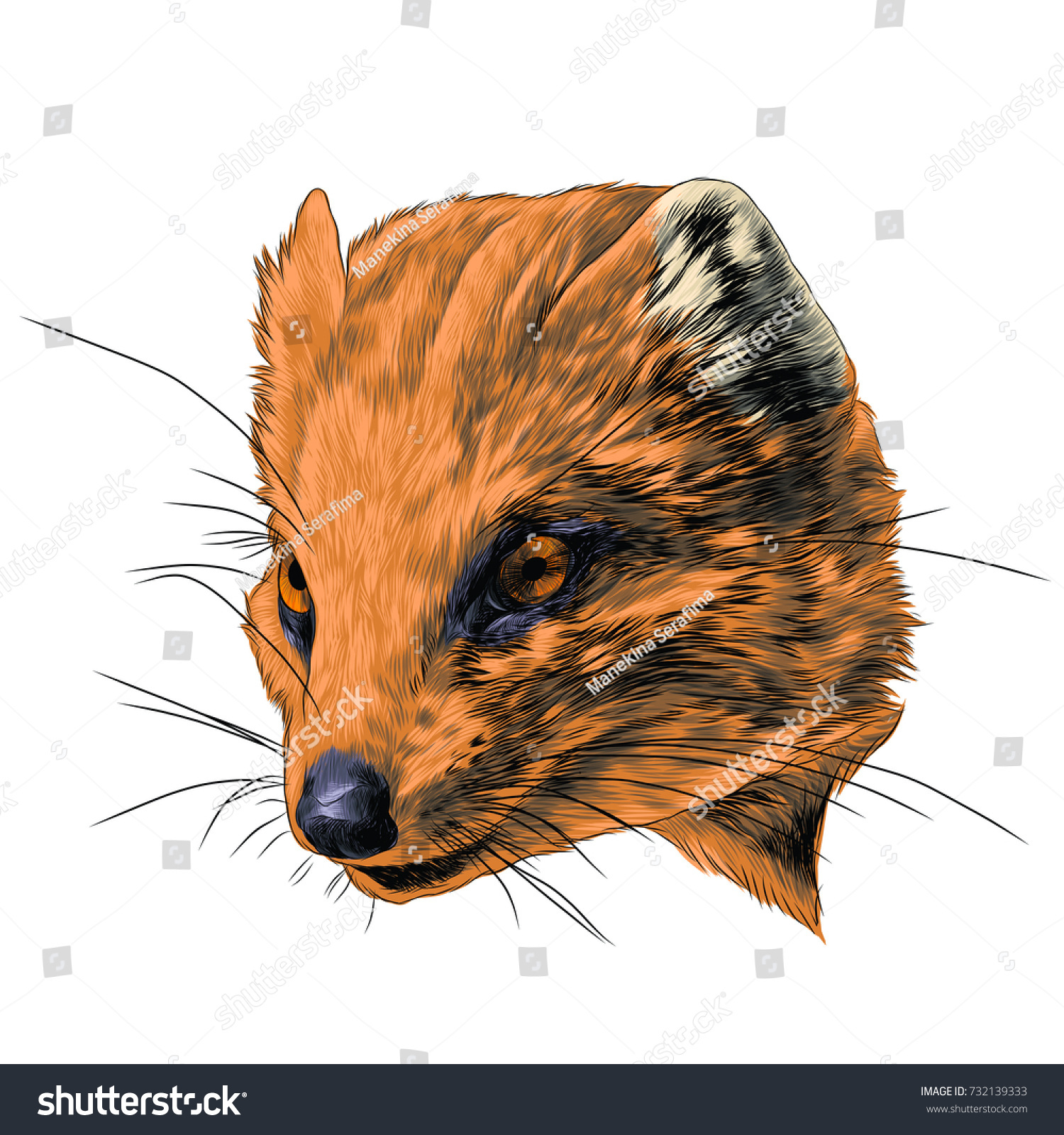 Mongoose Sketch Vector Graphics Head Colored: เวกเตอร์สต็อก (ปลอดค่า ...