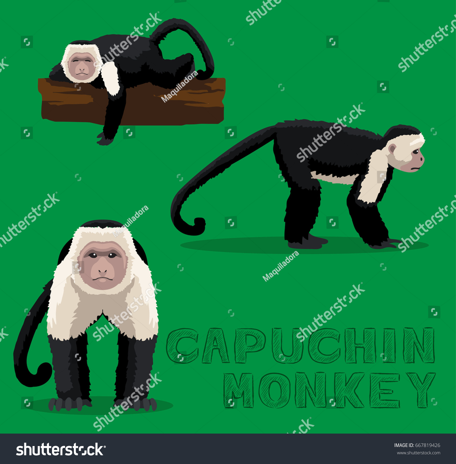 Monkey Capuchin Cartoon Vector Illustration 库存矢量图（免版税）667819426 ...