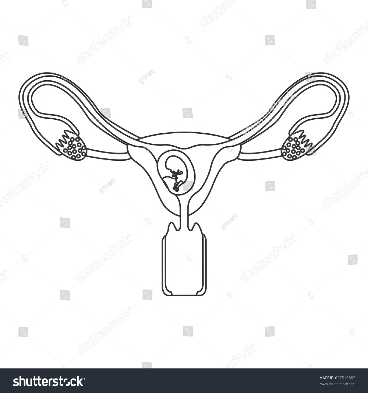 Monochrome Silhouette Female Reproductive System Ovaries Stock Vector