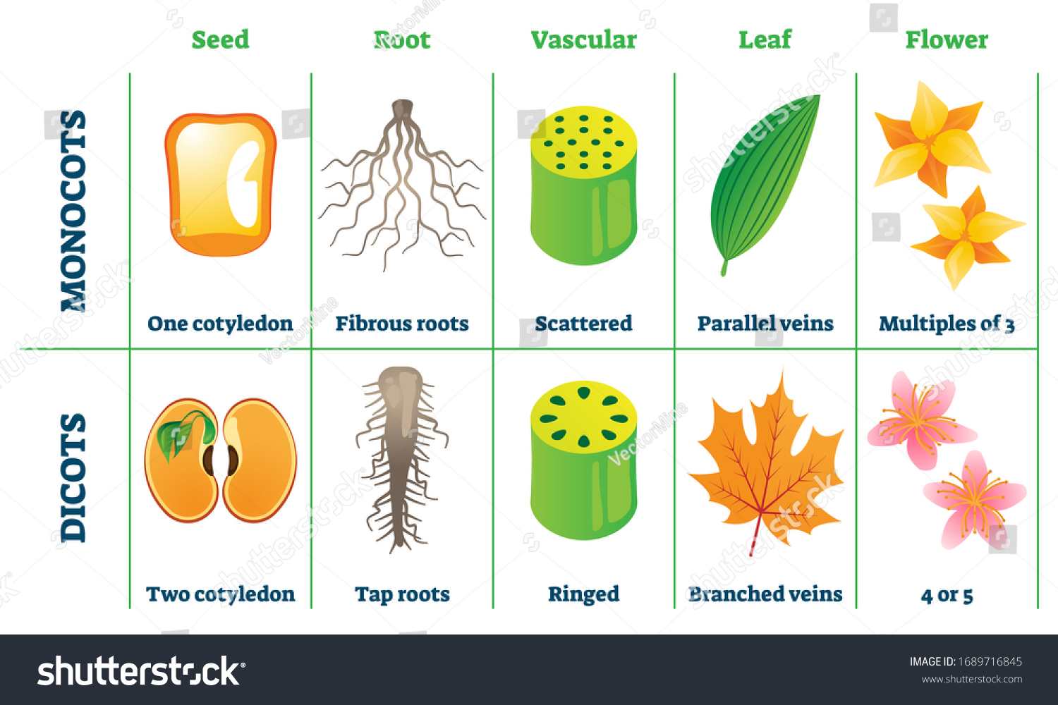 Monocots Dicots Vector Illustration Labeled Plant 库存矢量图(免版税)1689716845 ... Monocots Dicots Vector Illustration Labeled Plant 库存矢量图(免版税)1689716845 ...