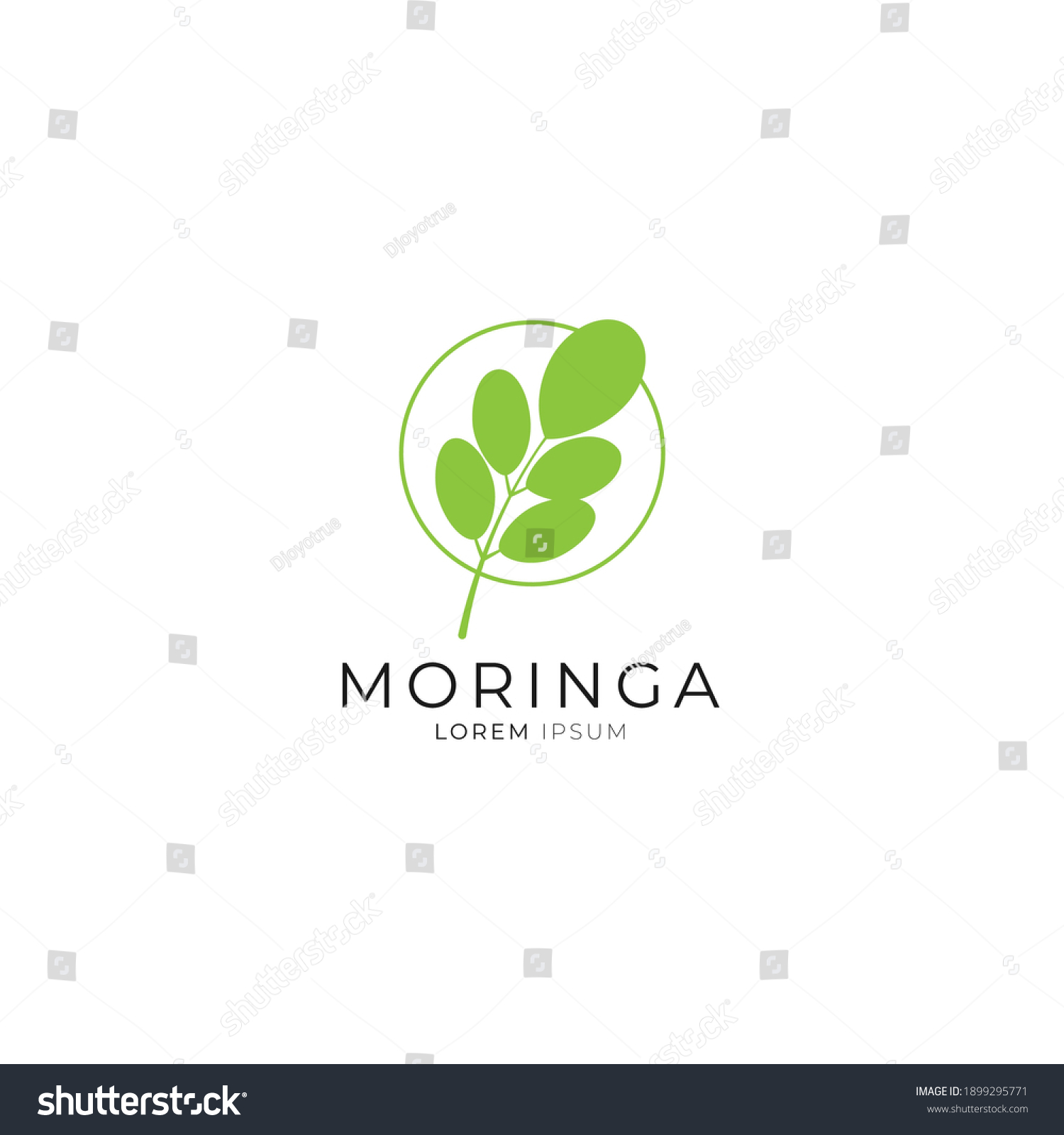 1,460 Malunggay leaves Images, Stock Photos & Vectors | Shutterstock