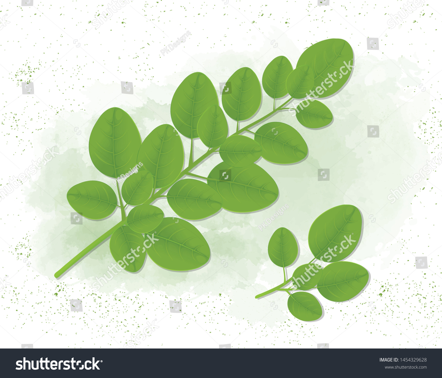Moringa Oleifera Leave Vector Illustration 库存矢量图（免版税）1454329628 ...