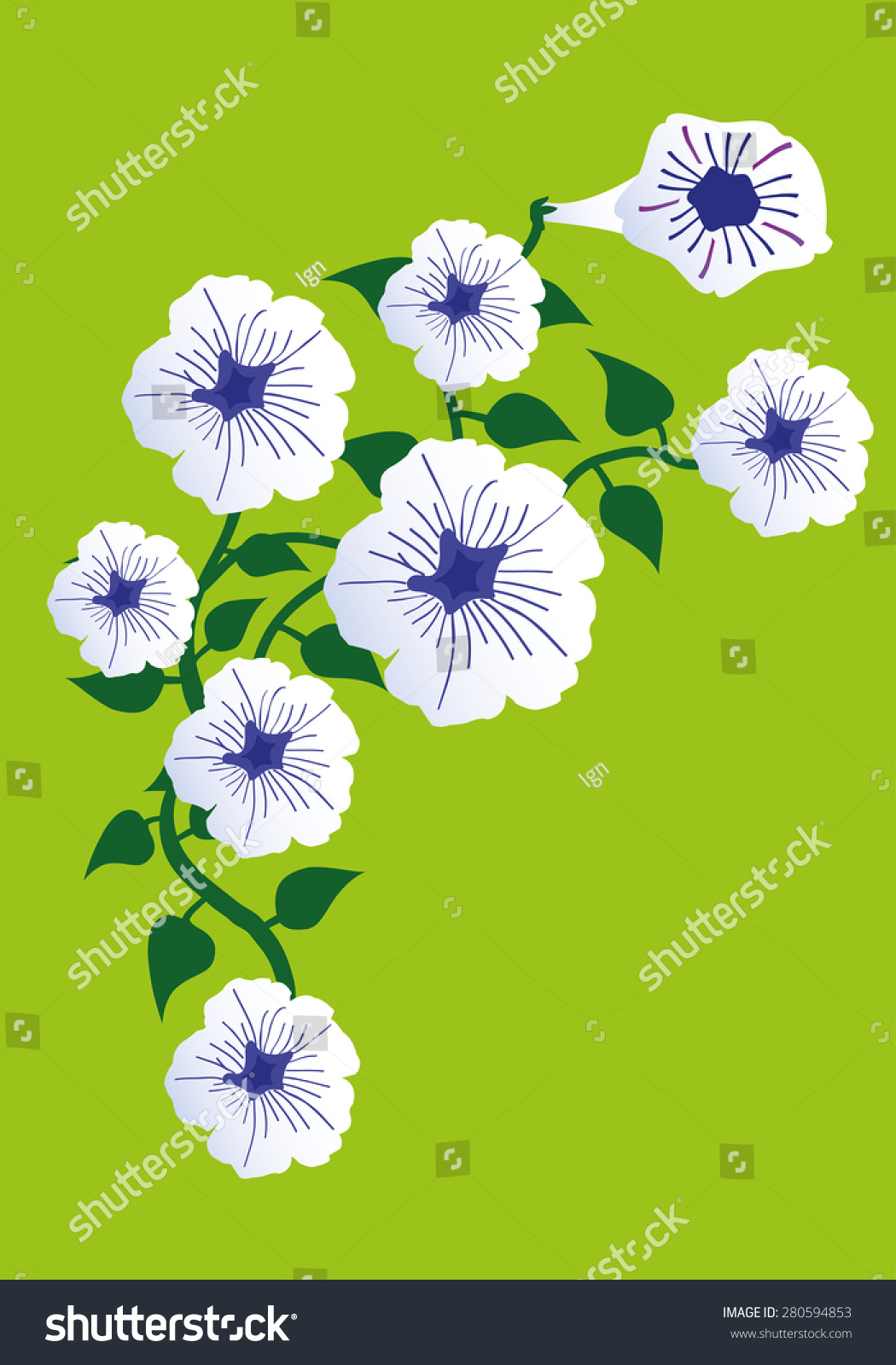 Morning Glory Flower Vector Illustration Stock Vector (Royalty Free ...