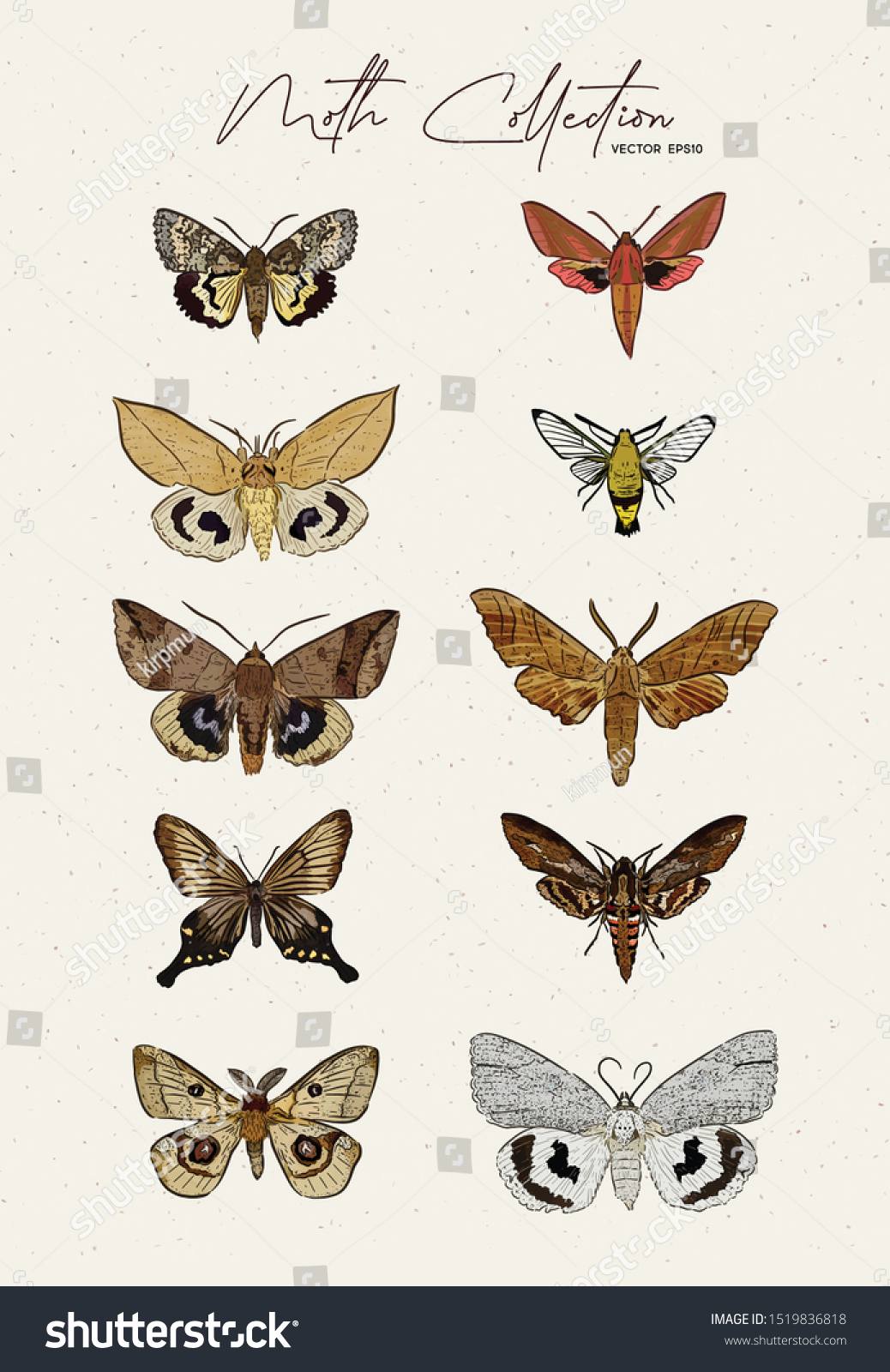 Moth Collection Hand Drawn Sketch Vector Stock Vector (Royalty Free ...