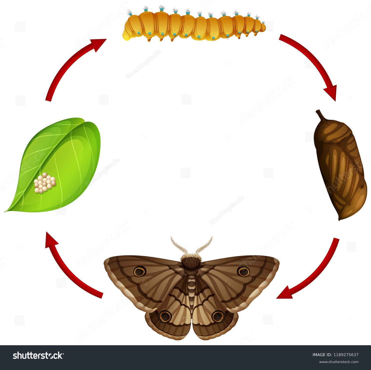 Moth Life Cycle Concept Illustration Stock Vector (Royalty Free) 1189275637