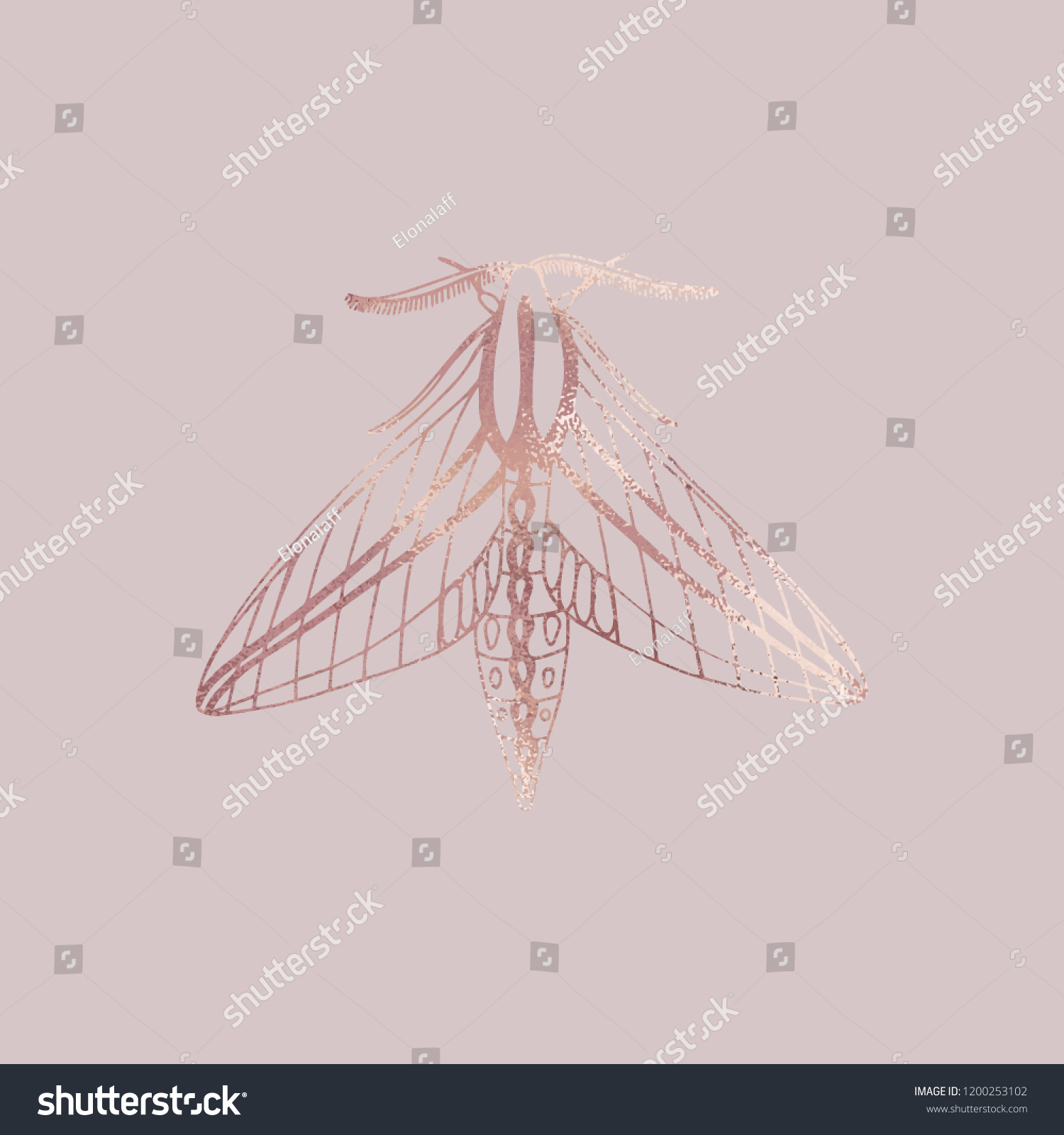 Moth Rose Gold Texture Elegant Vector Stock Vector (Royalty Free ...