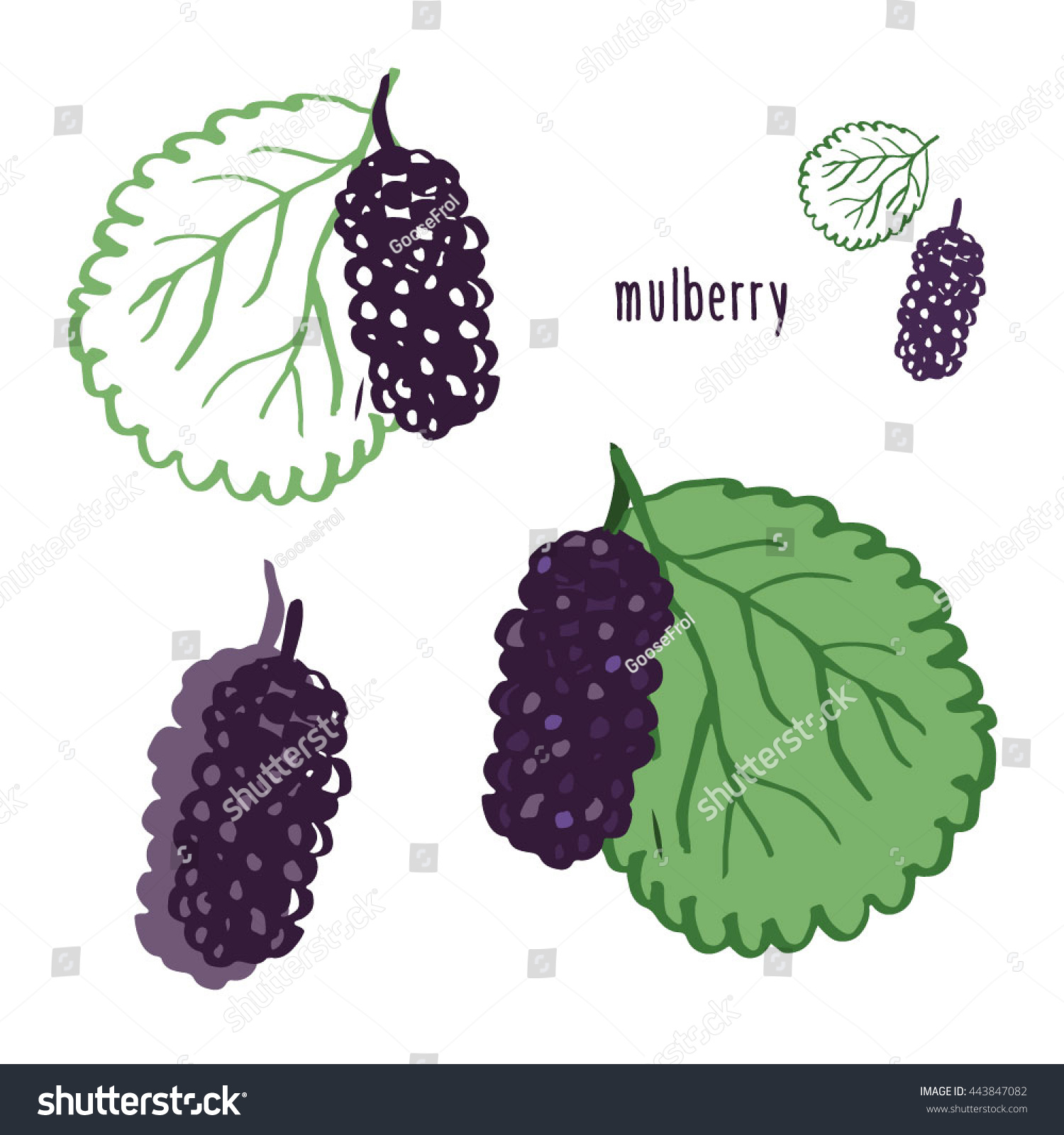 Mulberry Vector Graphic Set Stock Vector 443847082 - Shutterstock