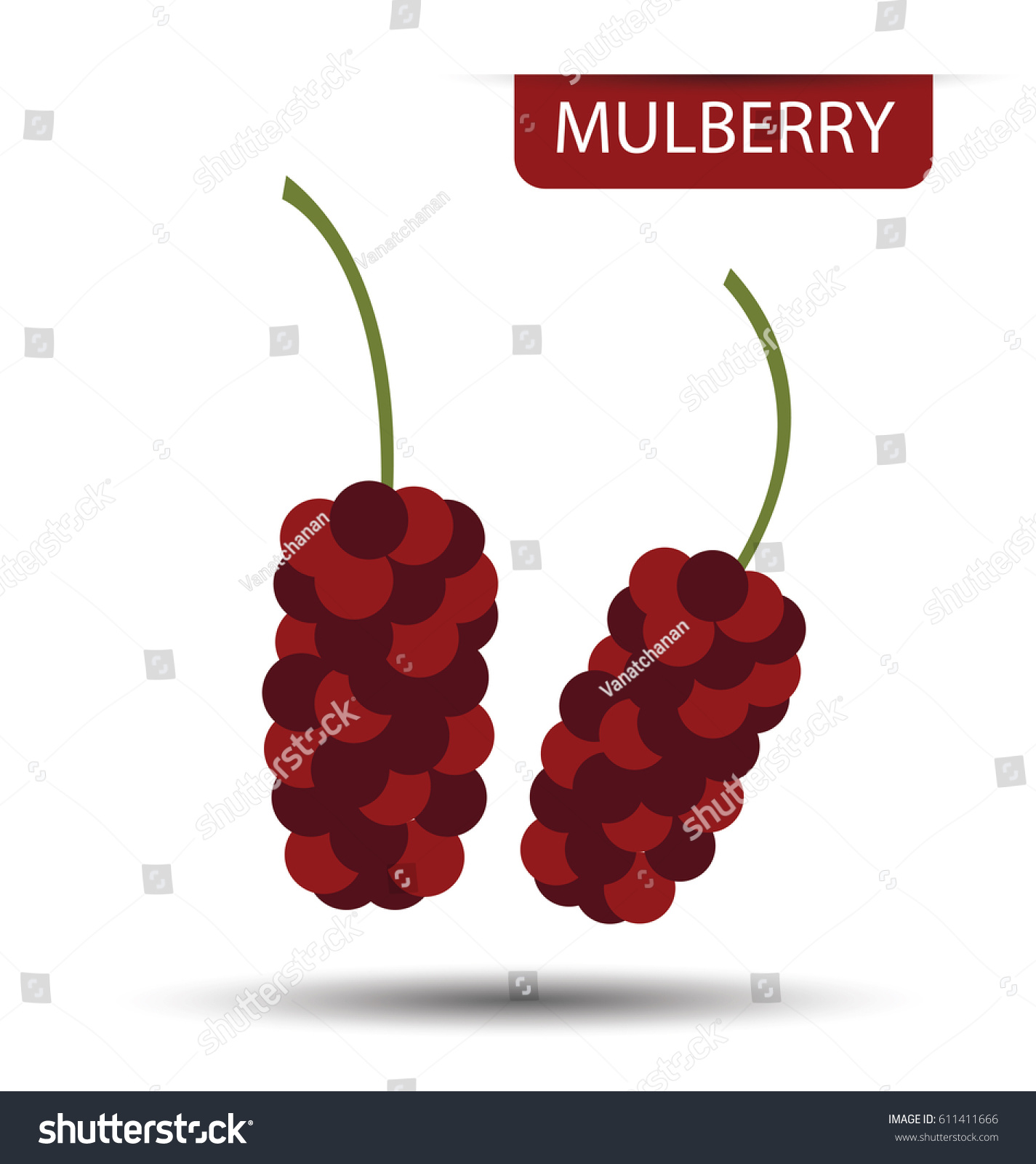 Mulberry Vector Illustration Stock Vector (Royalty Free) 611411666 ...