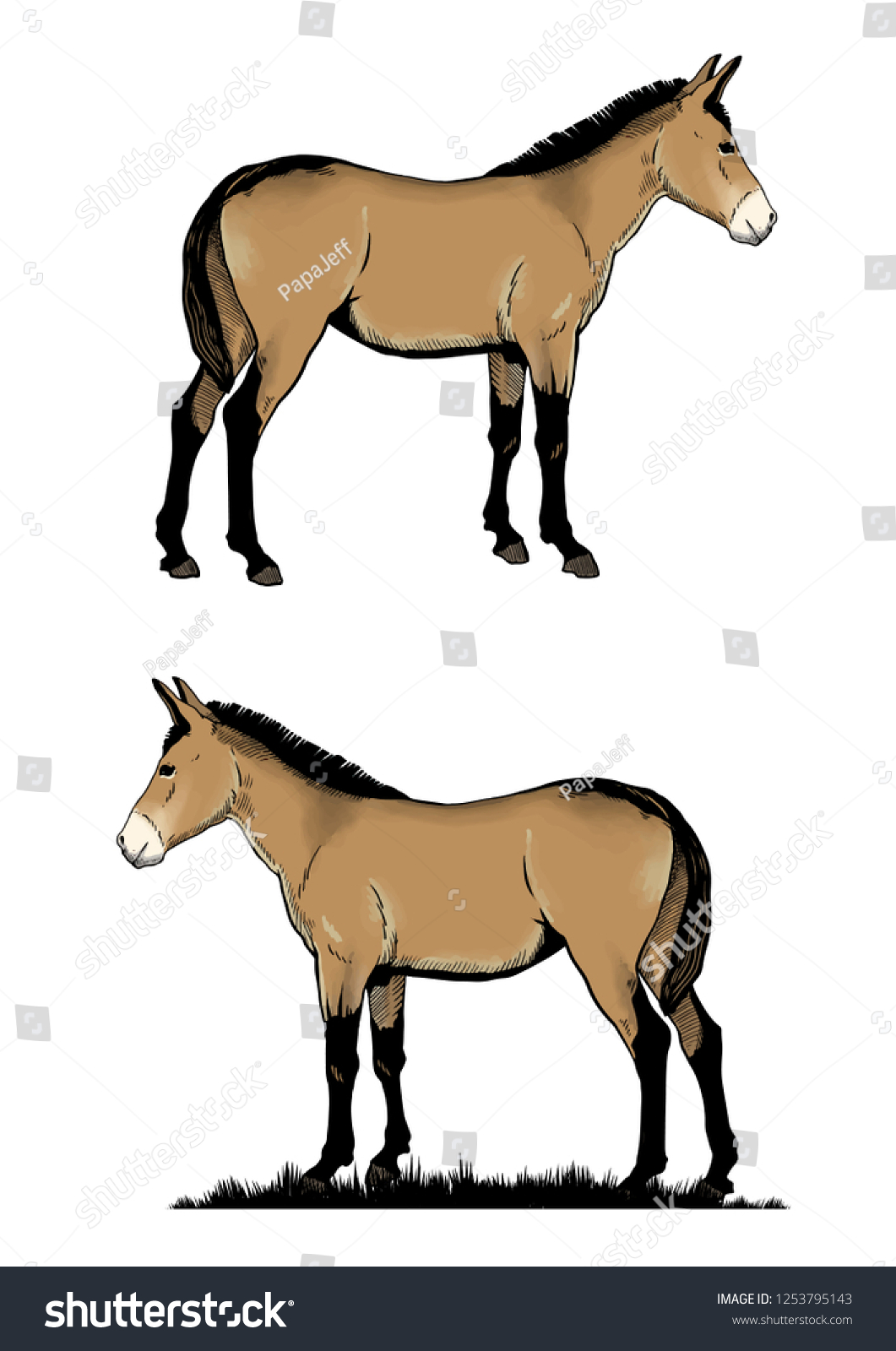 Mule Fullbody Illustration Editable Stock Vector (Royalty Free ...